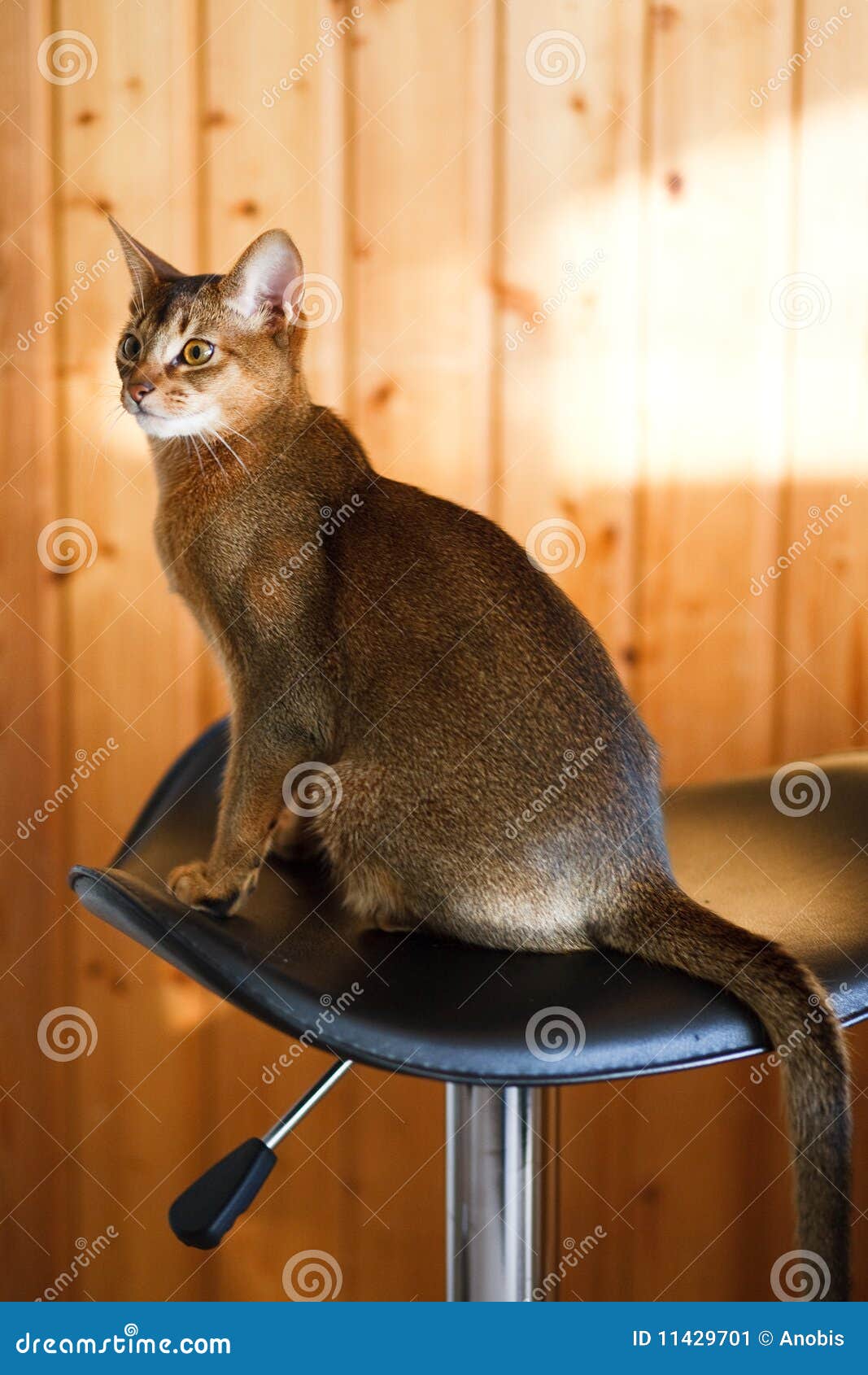 Young brown Abyssinian cat stock image. Image of cute - 11429701