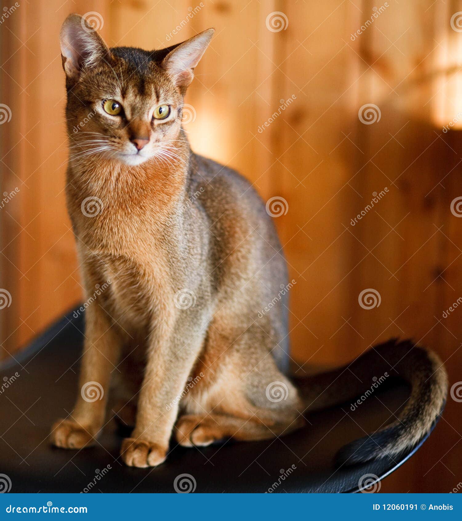 Young brown Abyssinian cat stock image. Image of close - 12060191