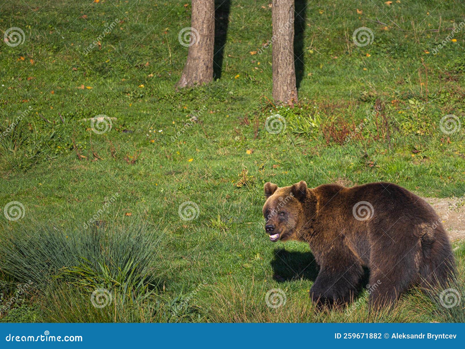 Young Brown Bear Looking Back in the Meadow in the Forest Stock Photo ...