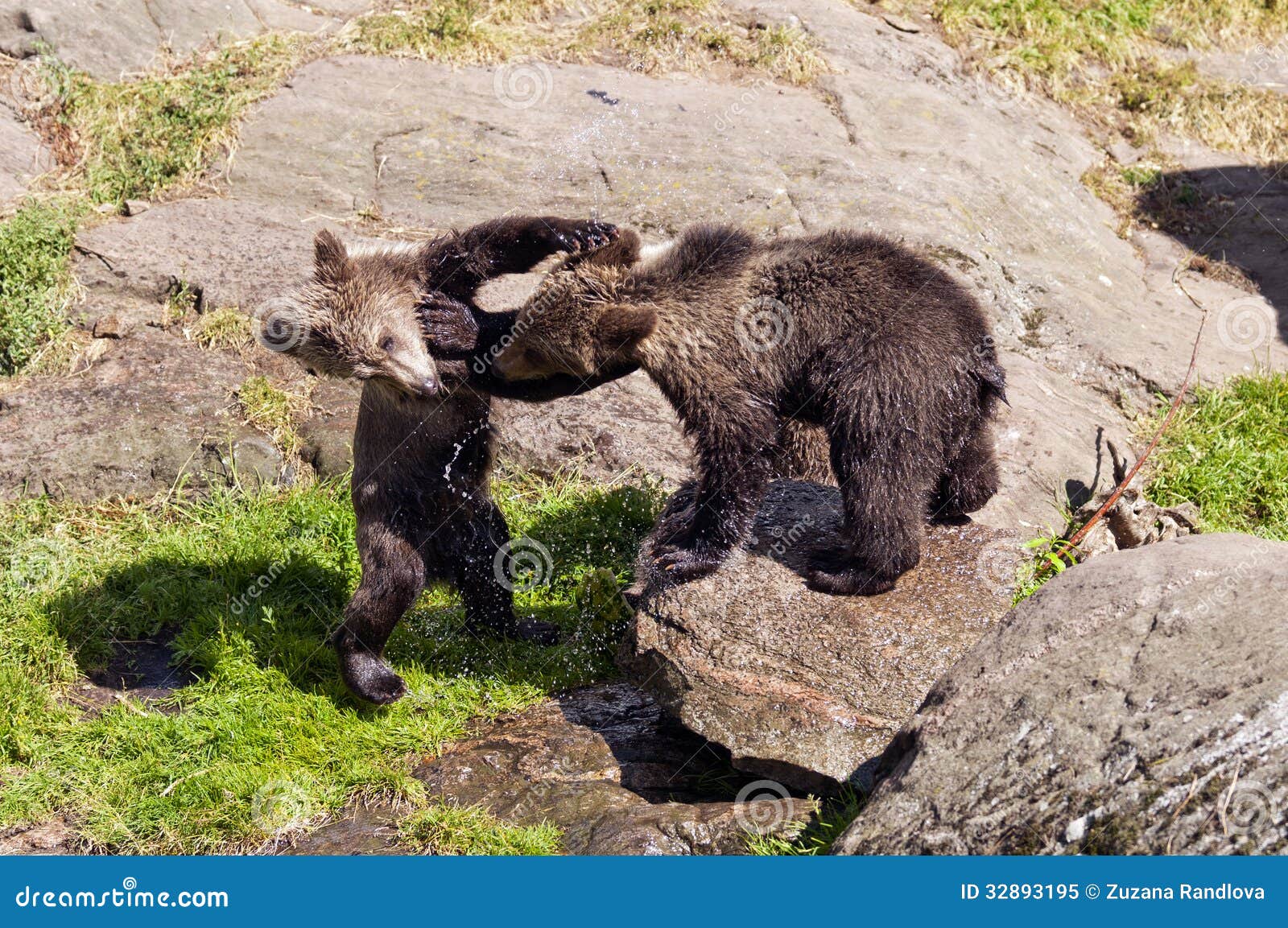 Young brown bears stock image. Image of bear, fighting - 32893195