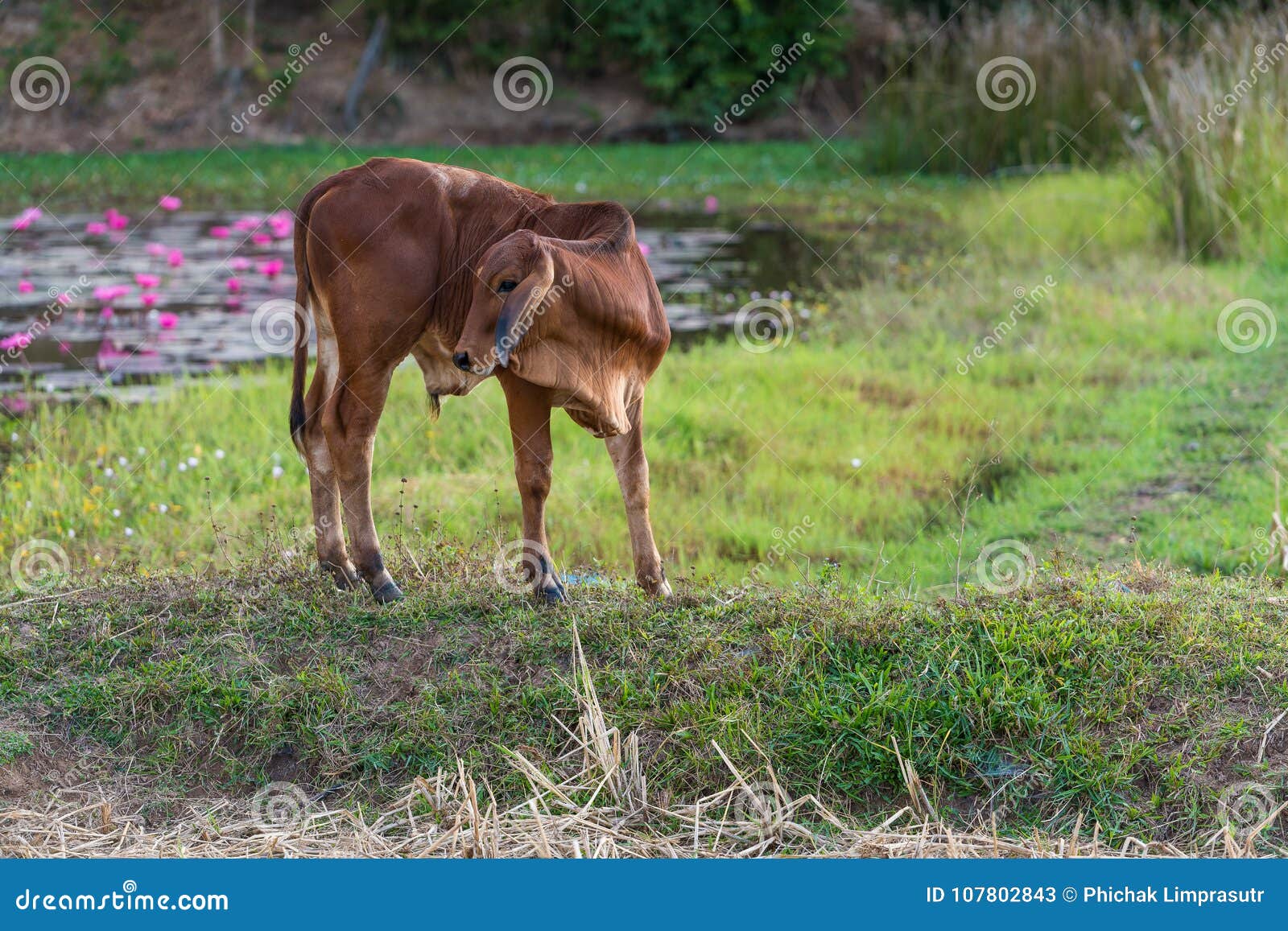The Young Brown Calf Looking Back in the Field Stock Image - Image of ...