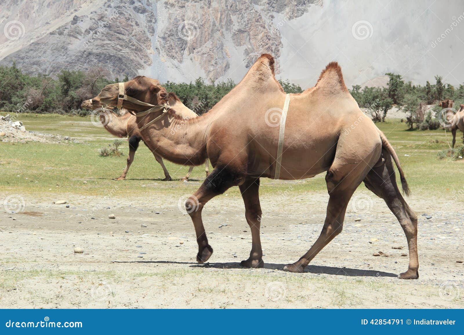 Young brown Camel. stock image. Image of desert, wool - 42854791