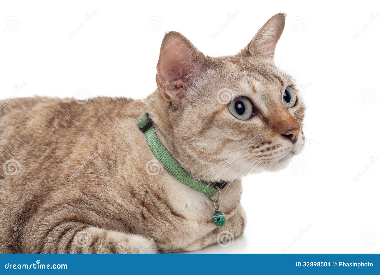 Light Brown Fluffy Cat