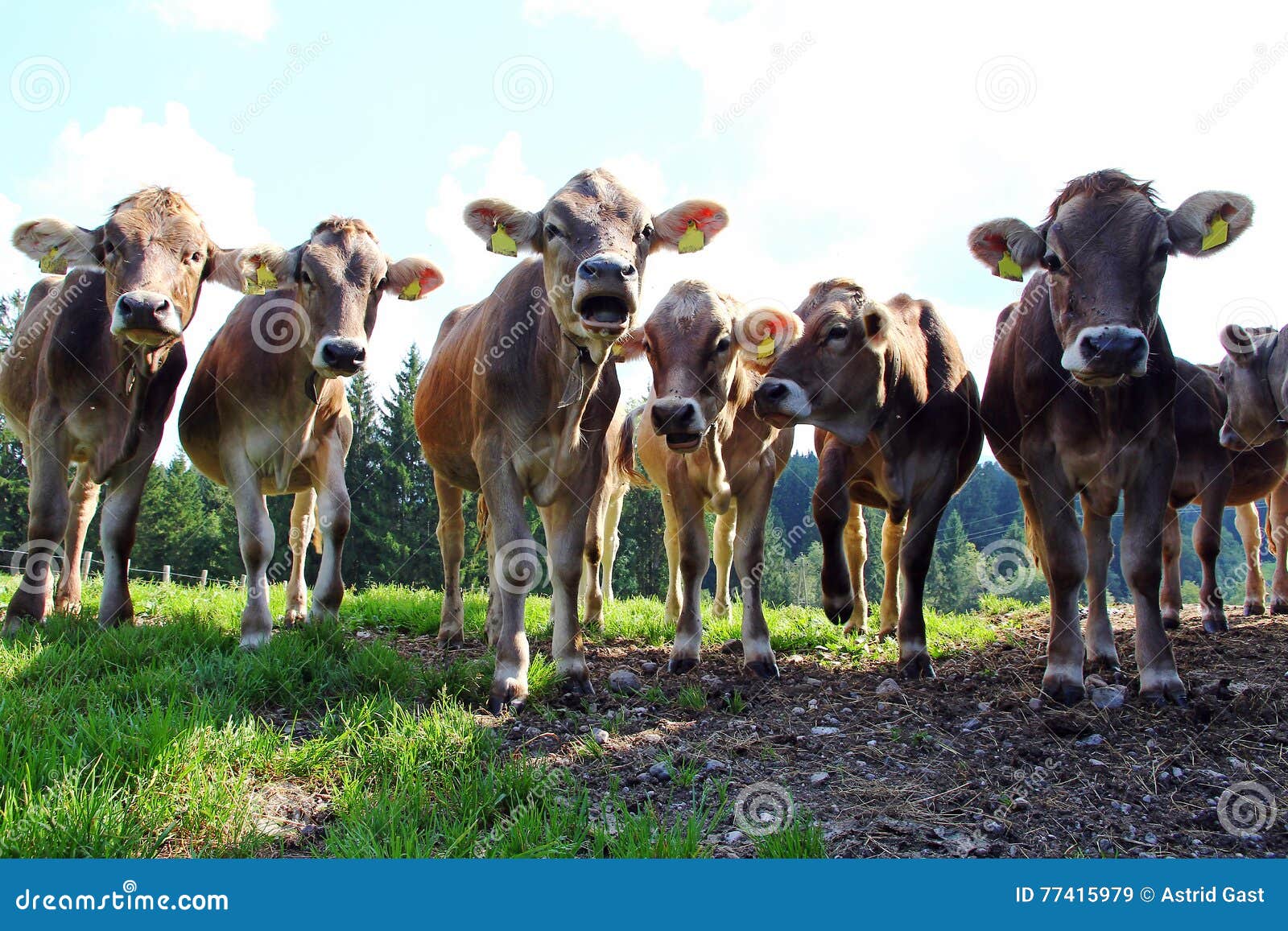 Young Brown Cattle on Pasture Stock Image - Image of backlight, shadow ...