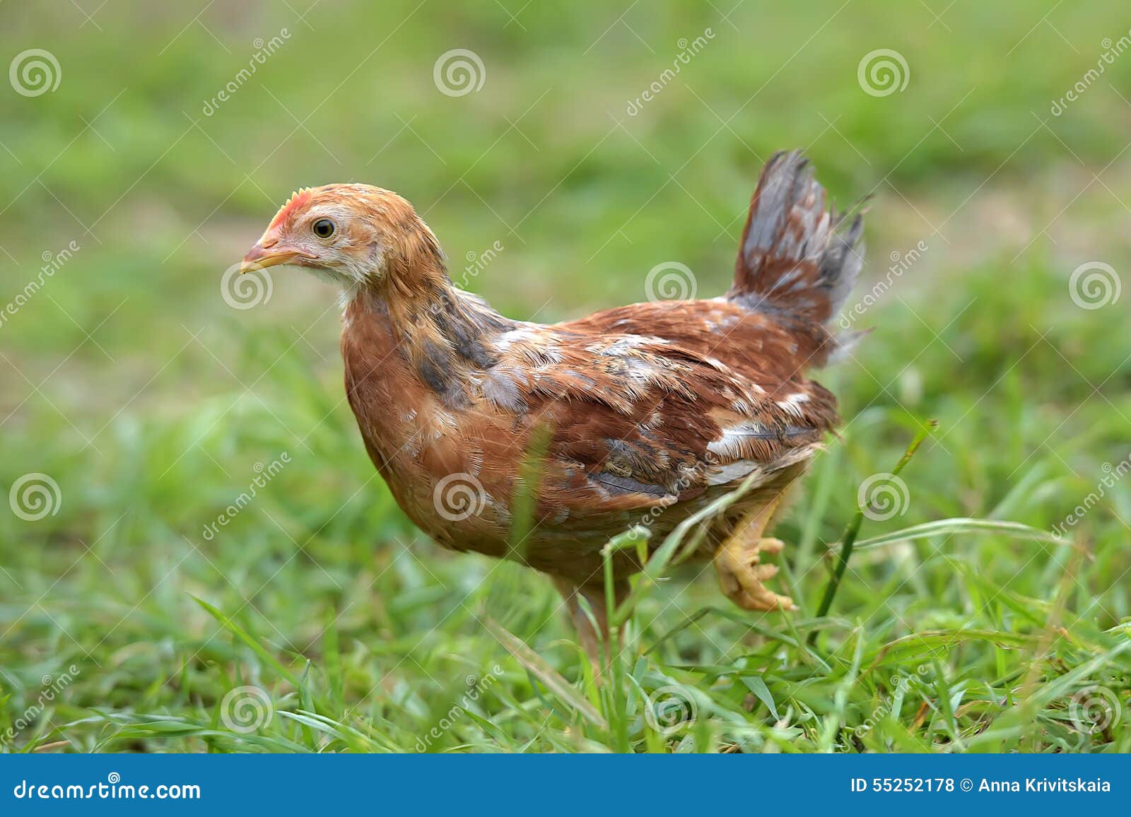 Young Brown the Chicken in the Grass Stock Photo - Image of cluck ...