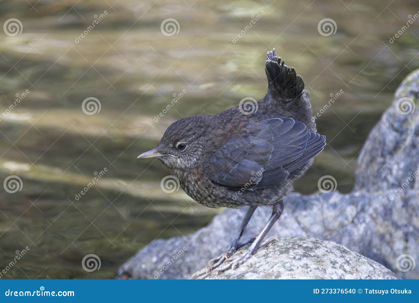 A Young Brown Dipper on a Stone Waiting for Feed from Its Parent Stock ...