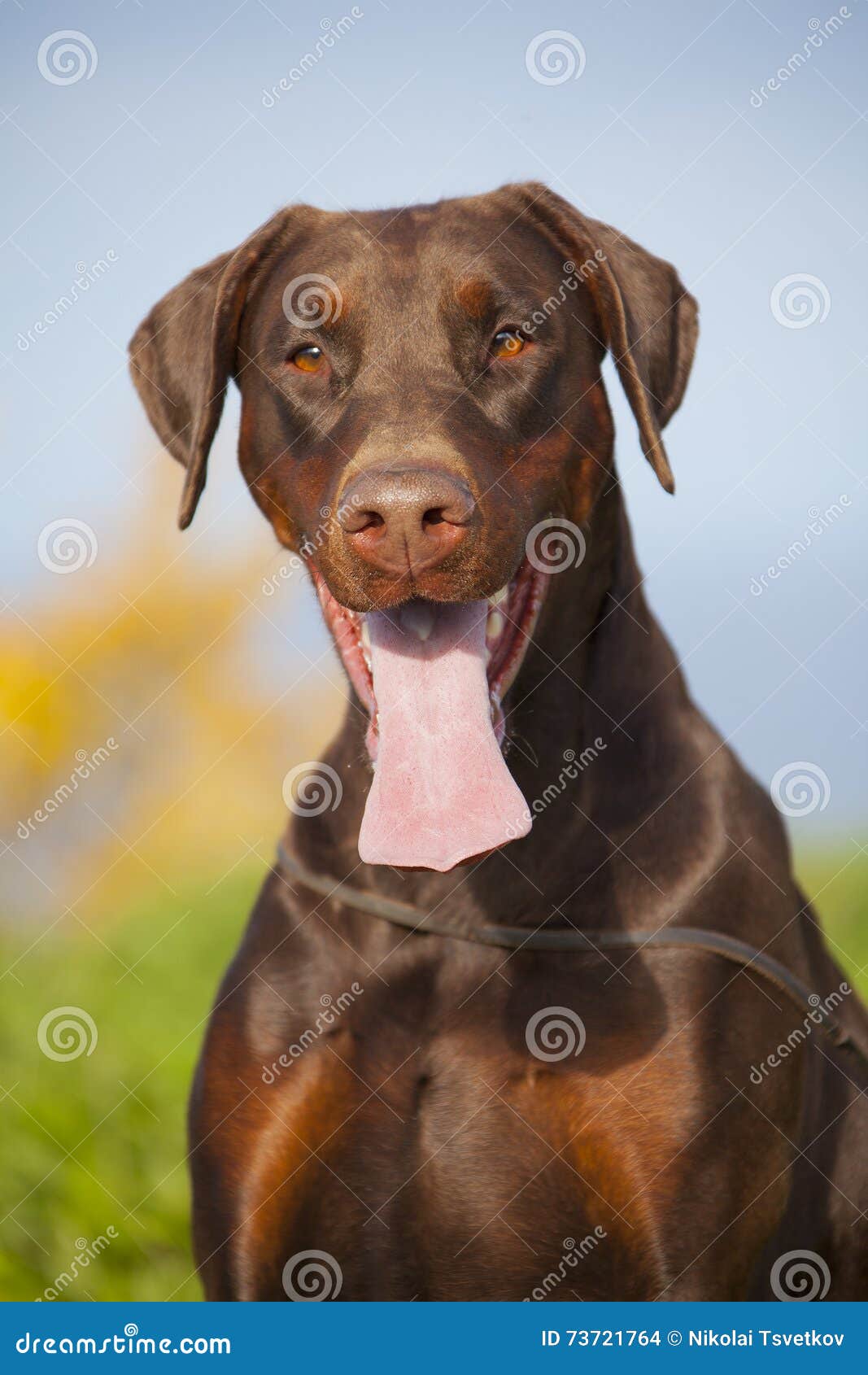 Young brown doberman puppy stock photo. Image of canine - 73721764