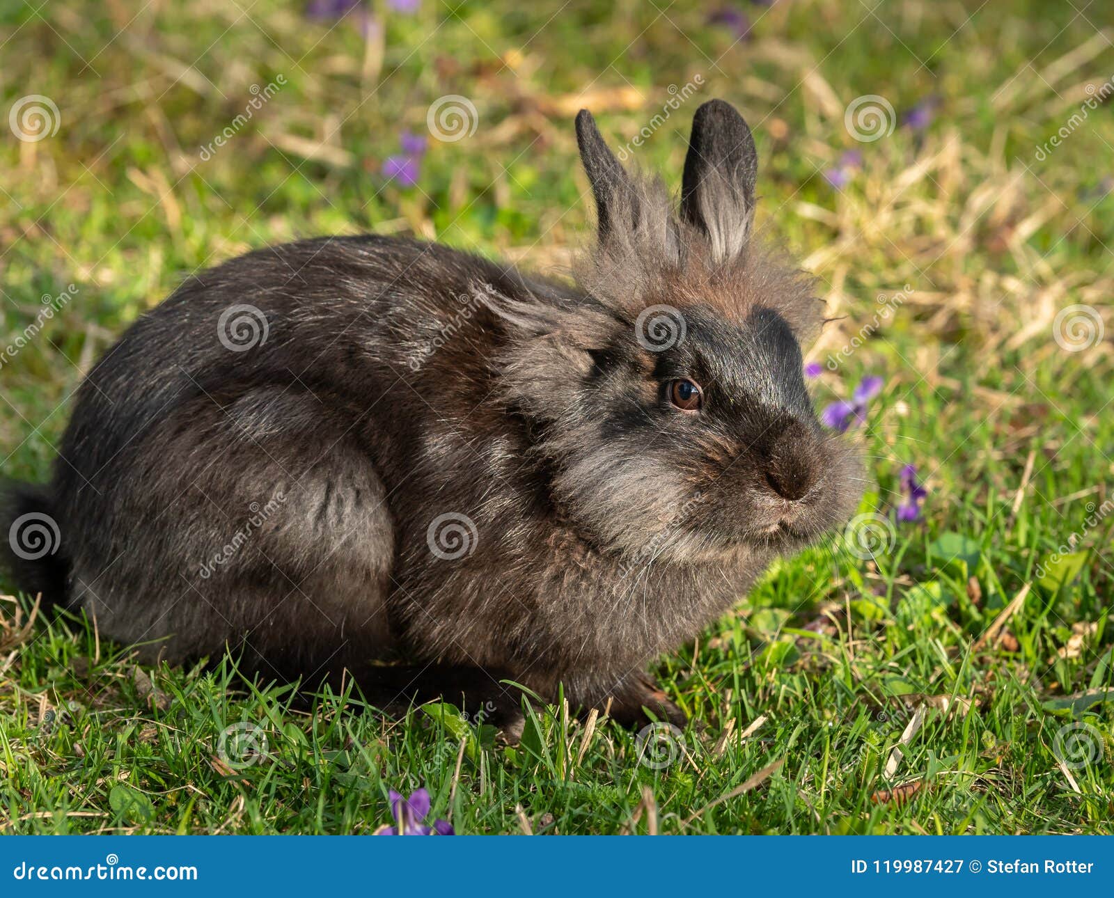 A Young Dwarf Rabbit Sitting in the Grass Stock Image - Image of ...