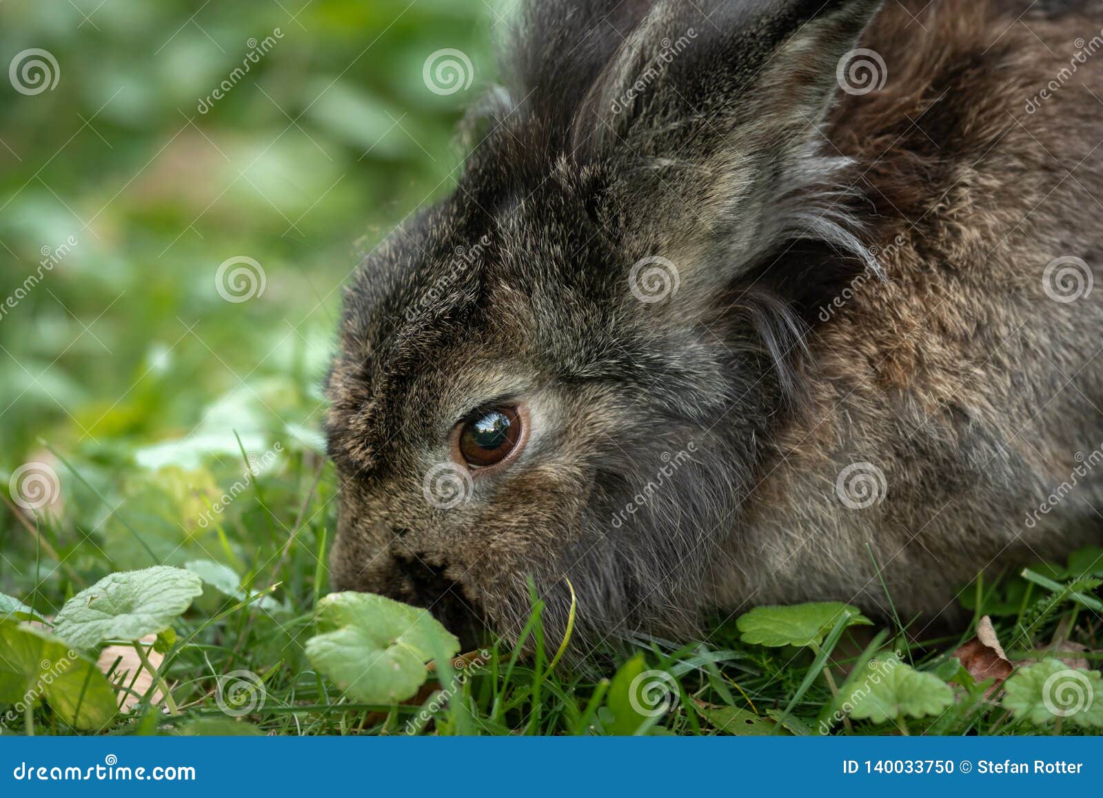 A Young Brown Dwarf Rabbit Sitting in the Grass Stock Photo - Image of ...