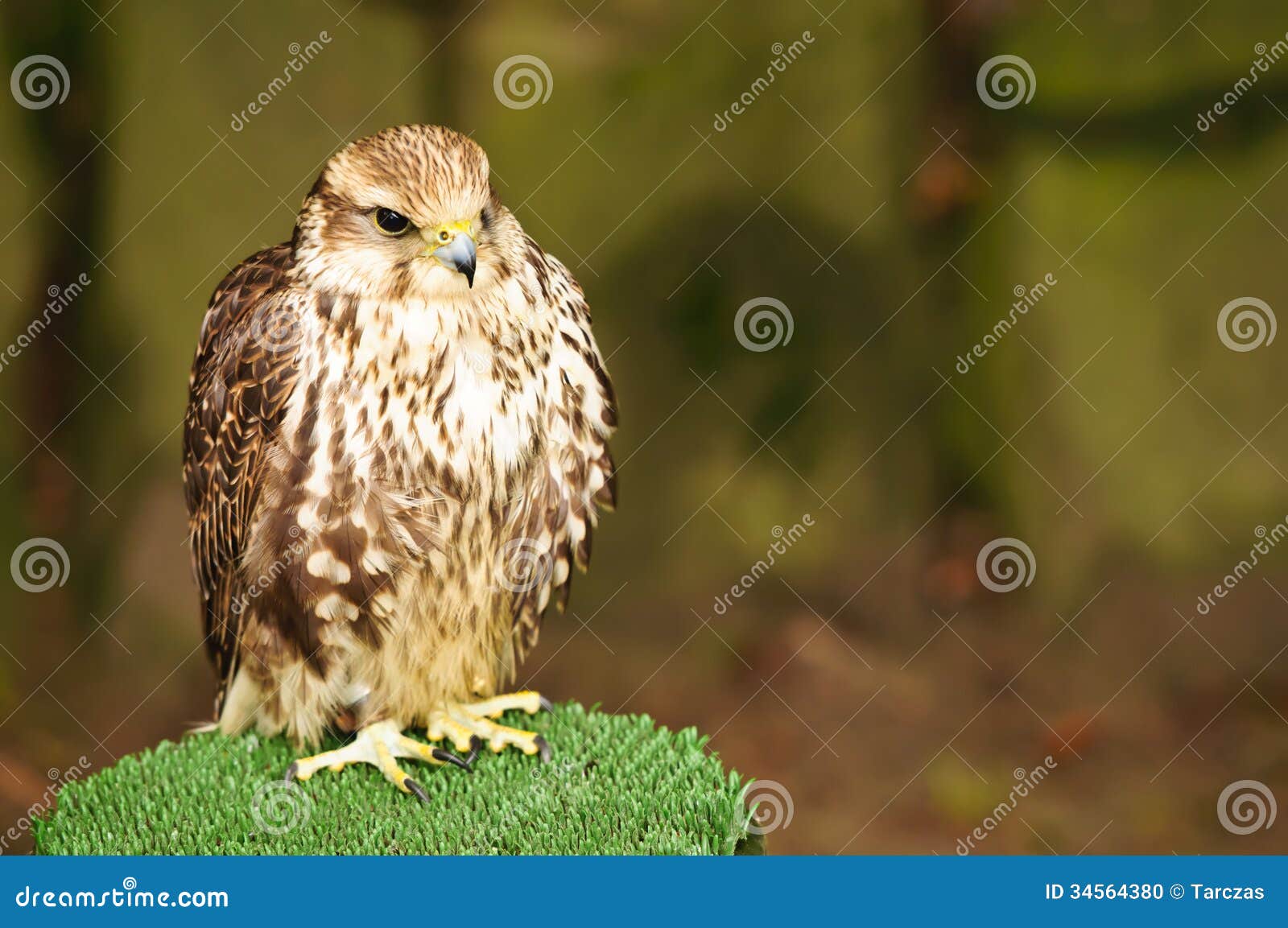 Young brown falcon stock photo. Image of raptor, hawk - 34564380