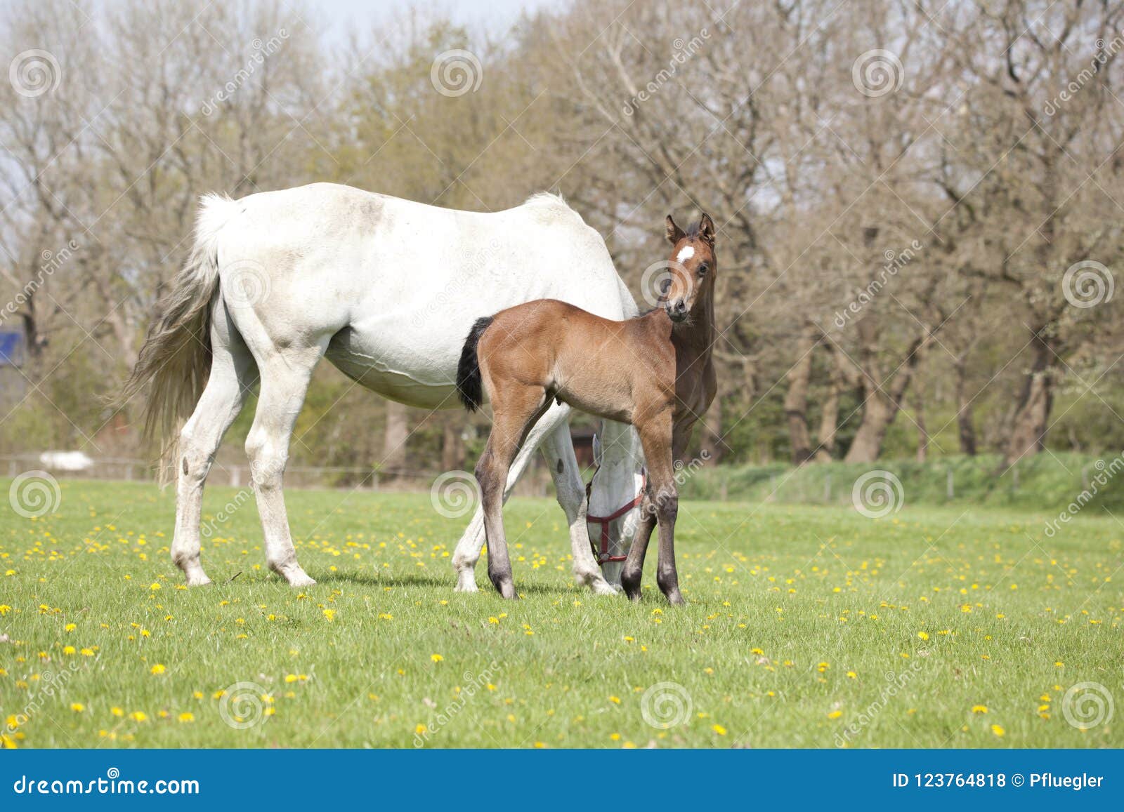 Foal looks at pasture stock photo. Image of mammal, happy - 123764818