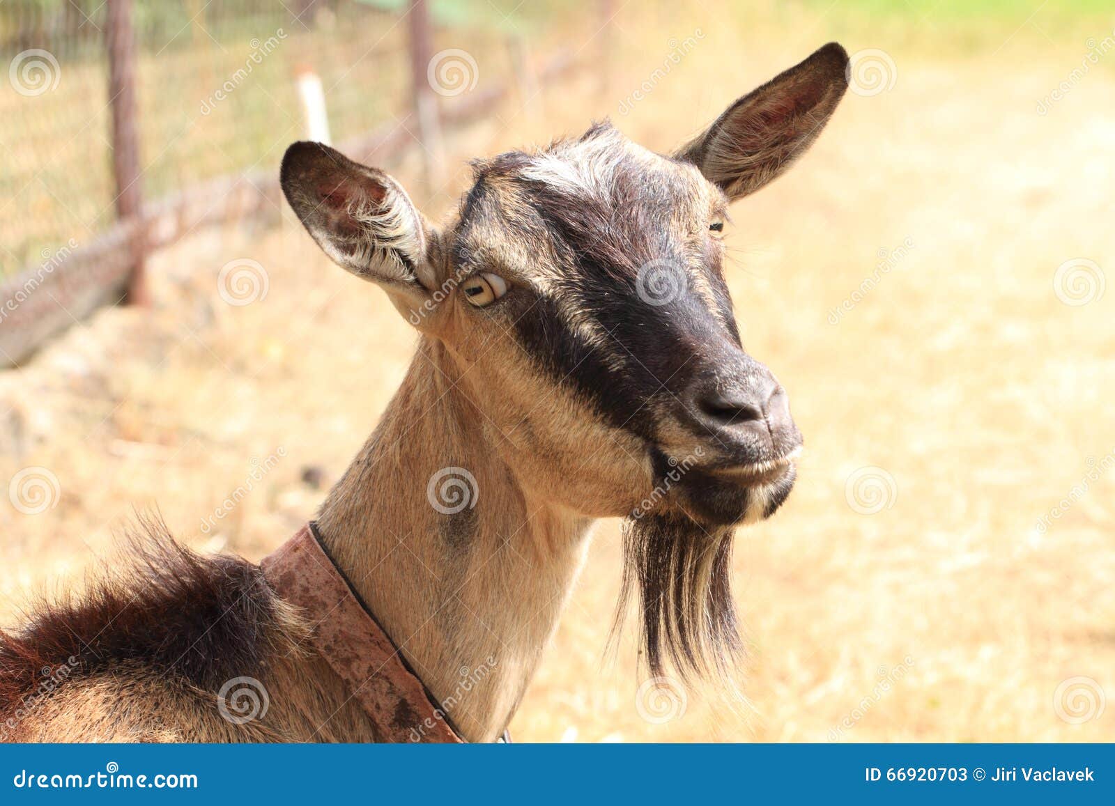 Young brown goat stock image. Image of countryside, background - 66920703