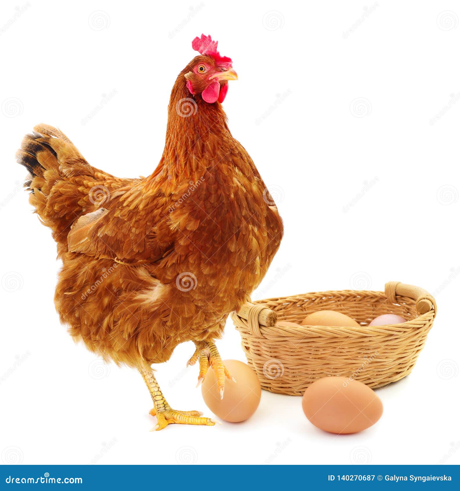Hen With Eggs