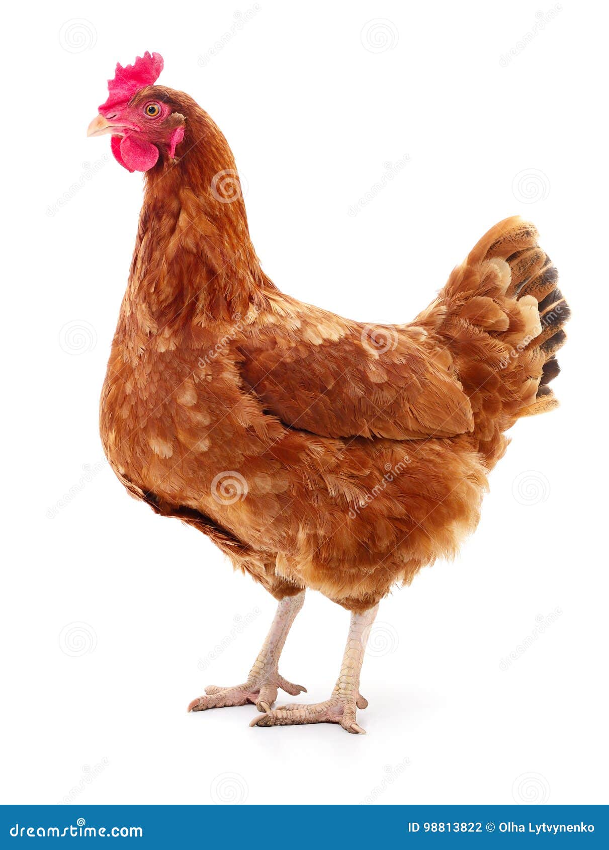 Brown hen isolated. stock photo. Image of pets, white - 98813822