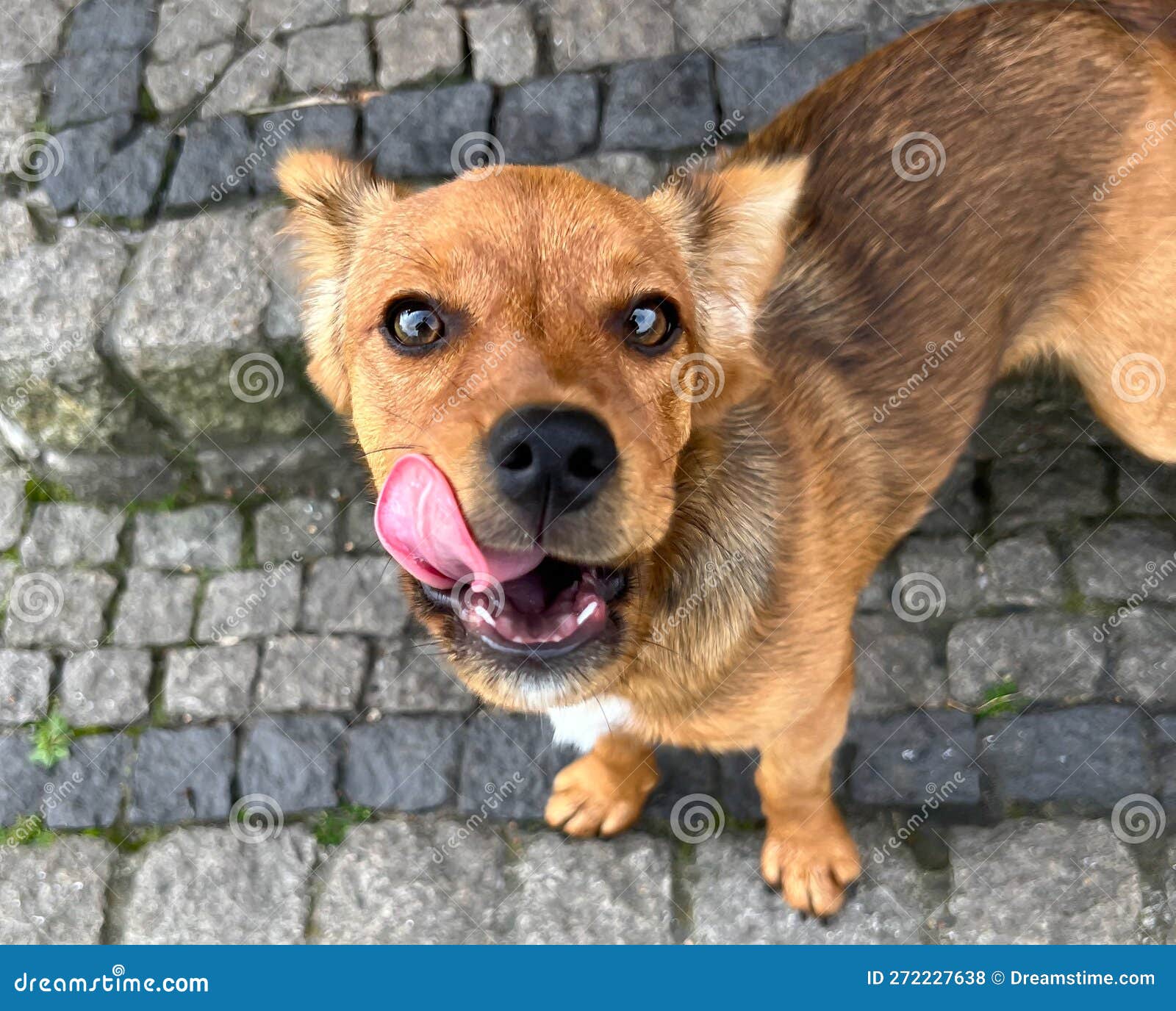 A Young Brown Mixed Breed Dog is Standing on the Front Steps Stock ...