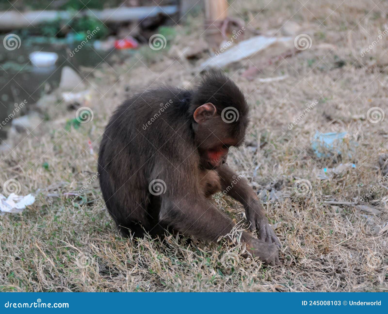 Monkey in Chains in Vietnam Stock Image - Image of captive, escape ...