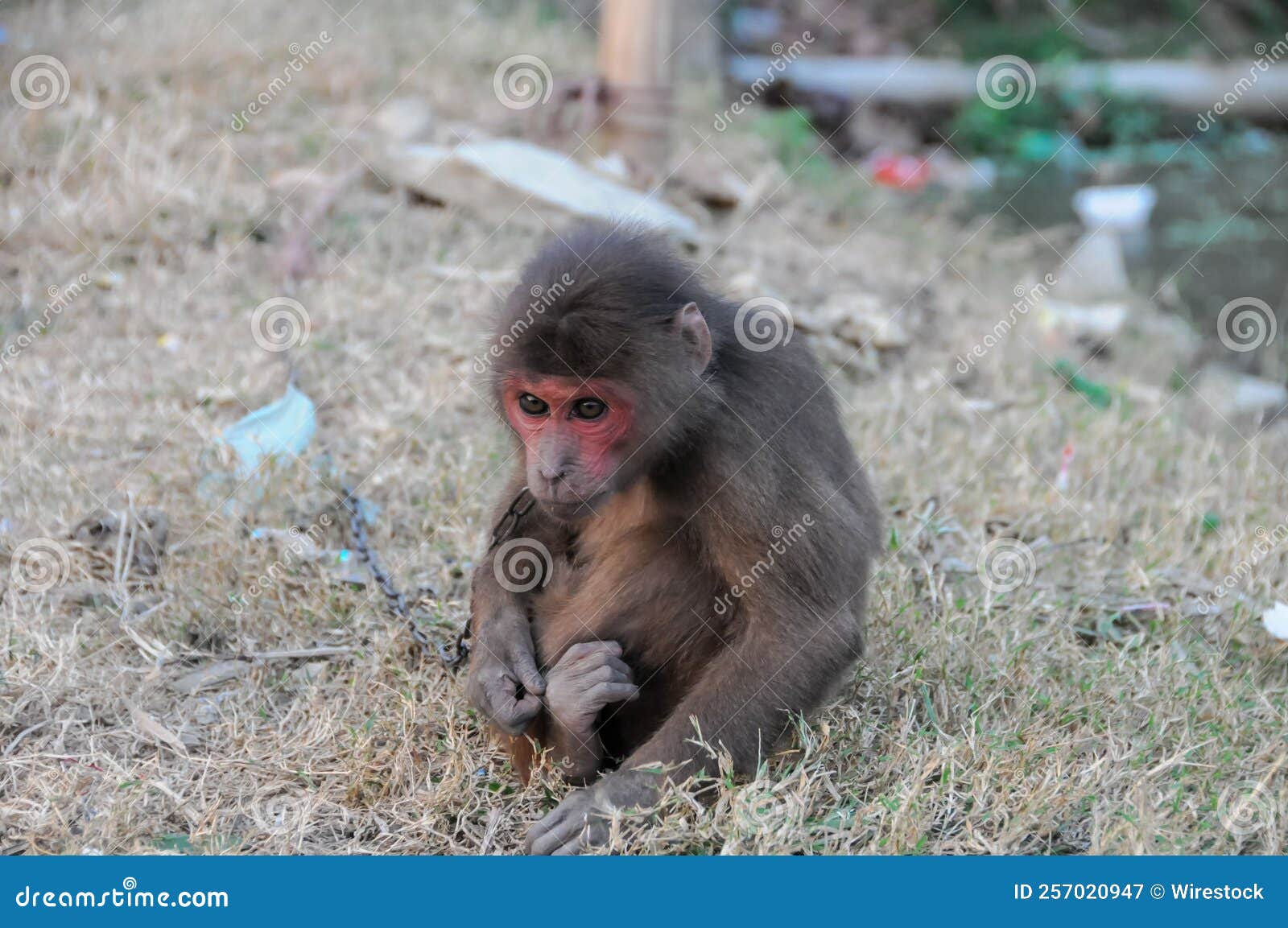 Monkey in Chains in Vietnam , Digital Photo Image Stock Image - Image ...