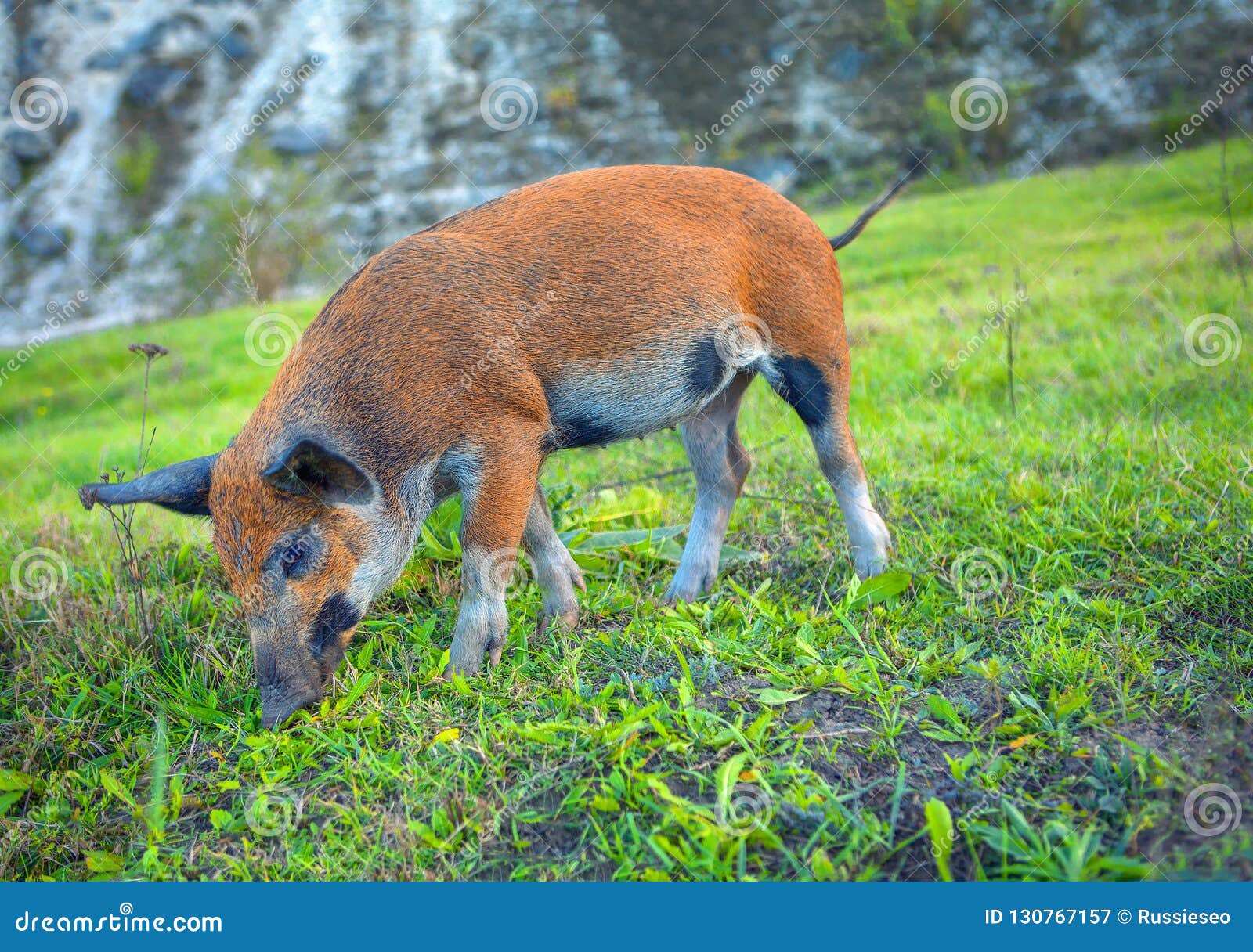 Young brown pig stock image. Image of brown, wilderness - 130767157