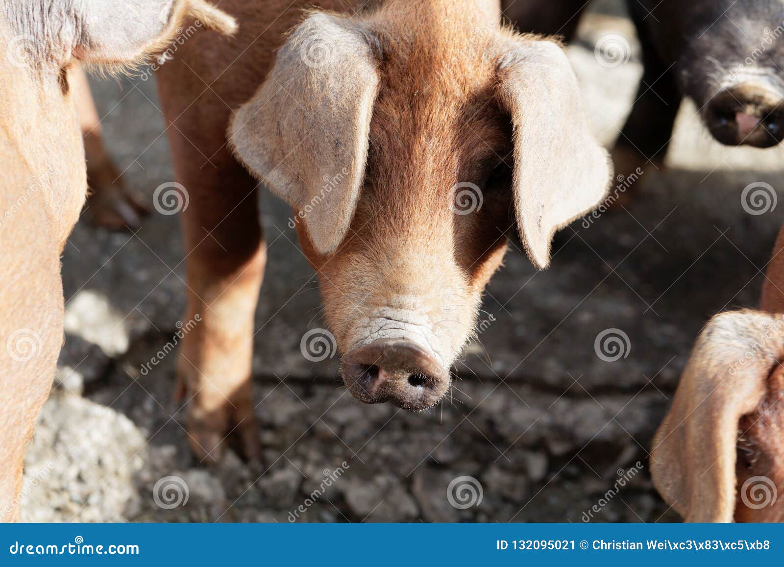 Young Brown Pig at a Pig Farm Stock Image - Image of natural, pasture ...