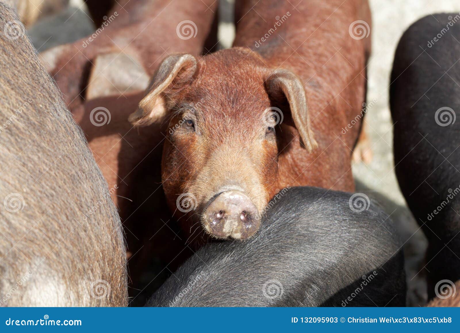 Young Brown Pig at a Pig Farm Stock Image - Image of natural, based ...
