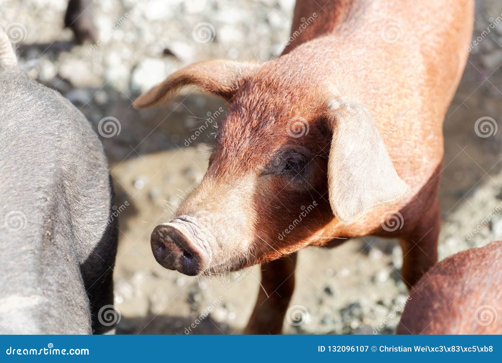 Young Brown Pig at a Pig Farm Stock Image - Image of cute, natural ...