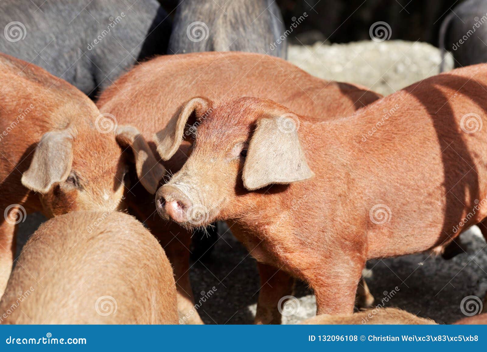 Young Brown Pig at a Pig Farm Stock Photo - Image of funny, outdoor ...