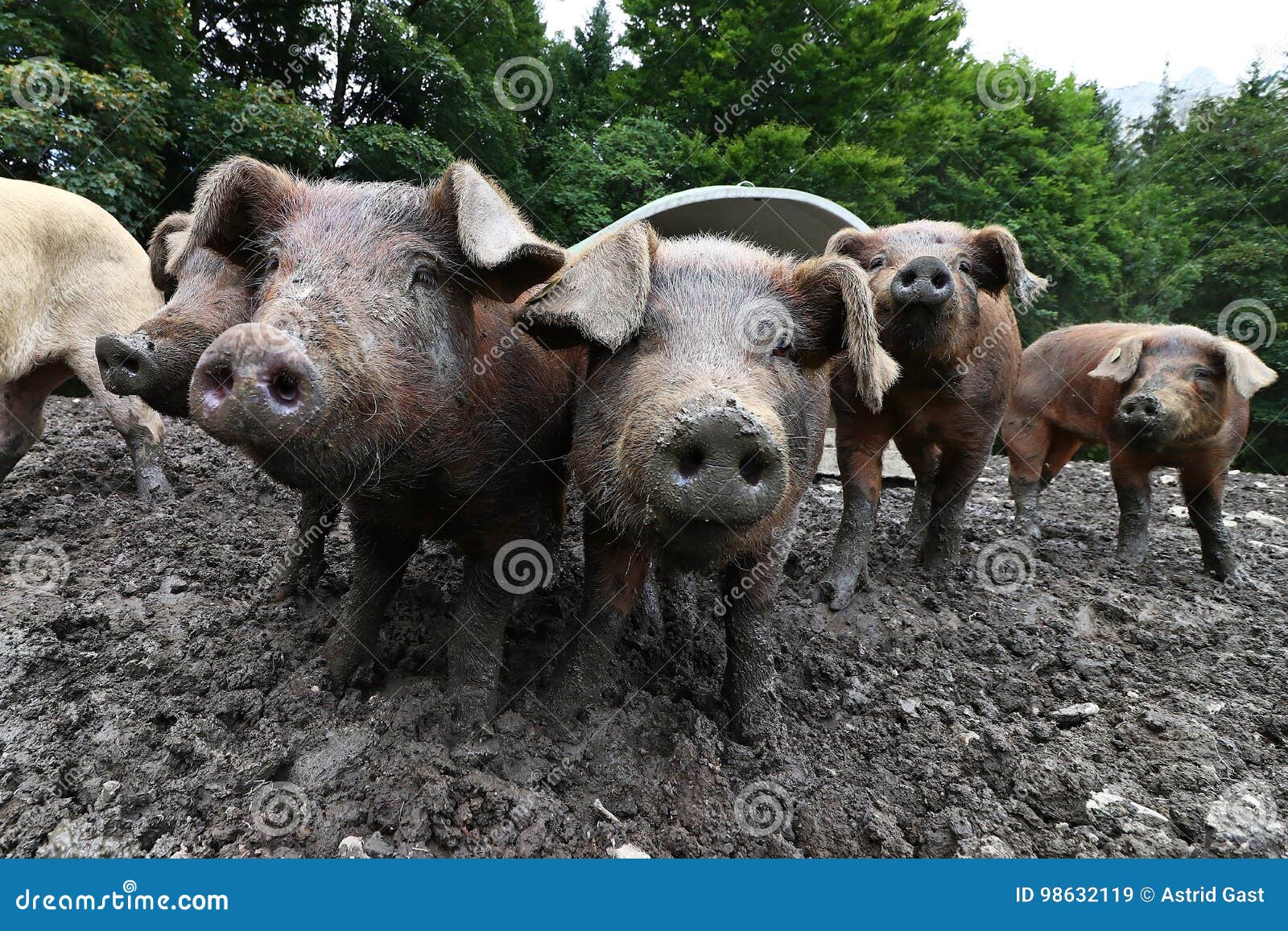 Young Brown Pigs in Free-range Stock Image - Image of dirtily ...