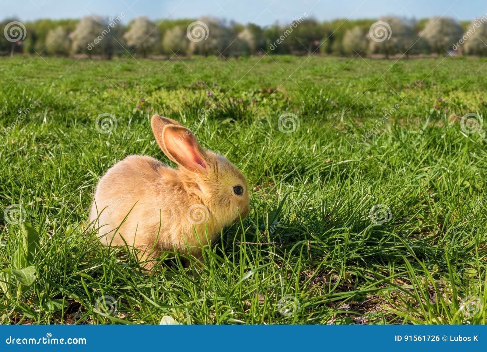 Young brown Rabbit stock photo. Image of cony, feast - 91561726