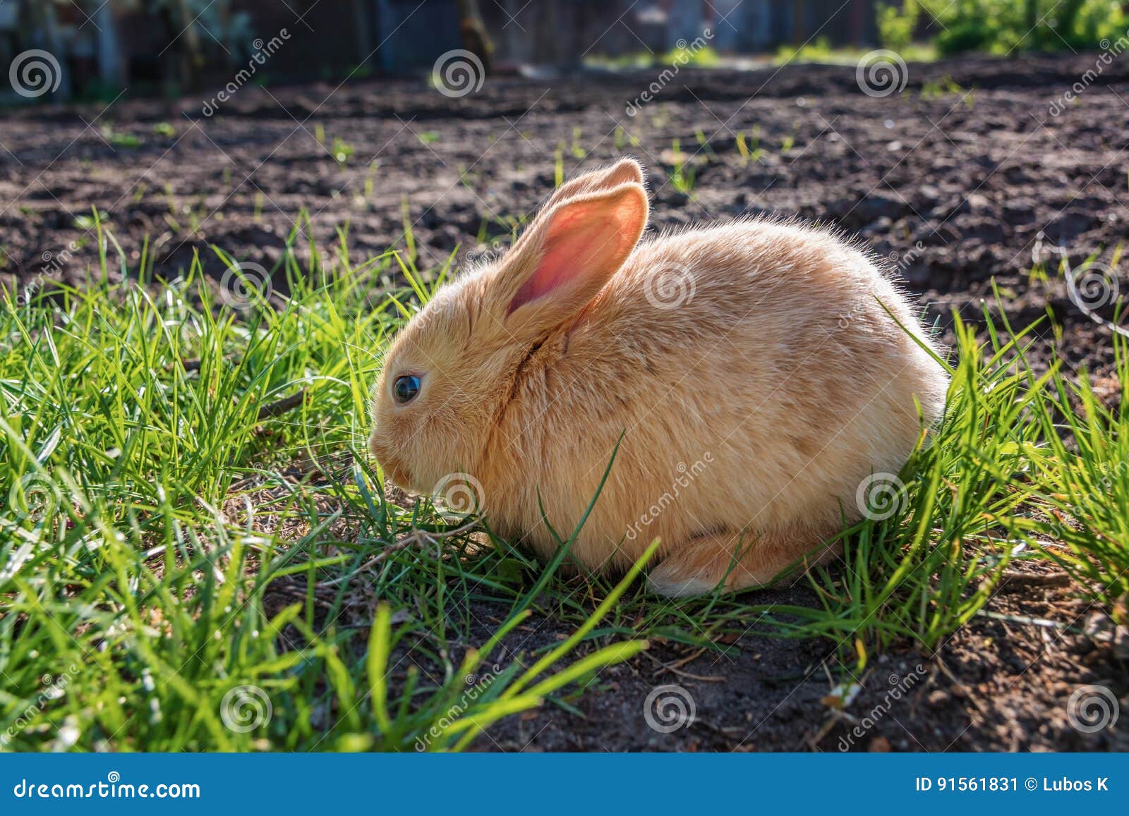 Young brown Rabbit stock image. Image of meadow, animal - 91561831