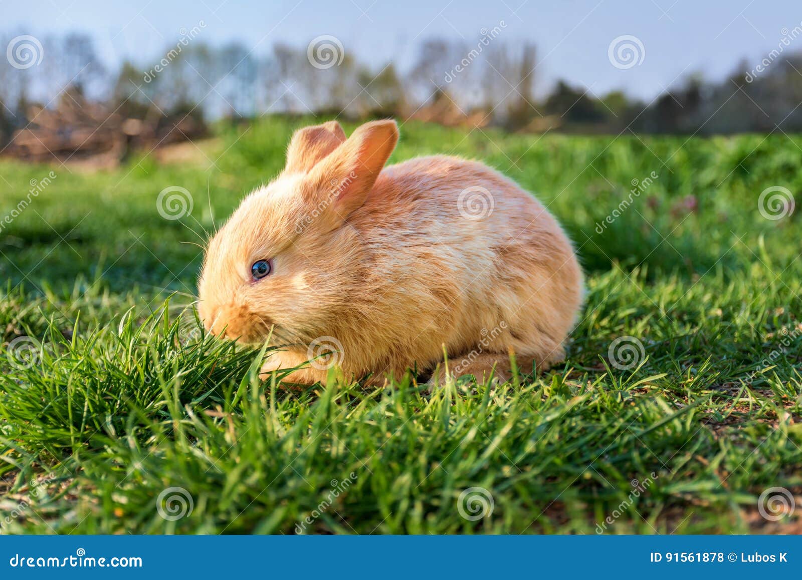 Young brown Rabbit stock photo. Image of easter, domestic - 91561878