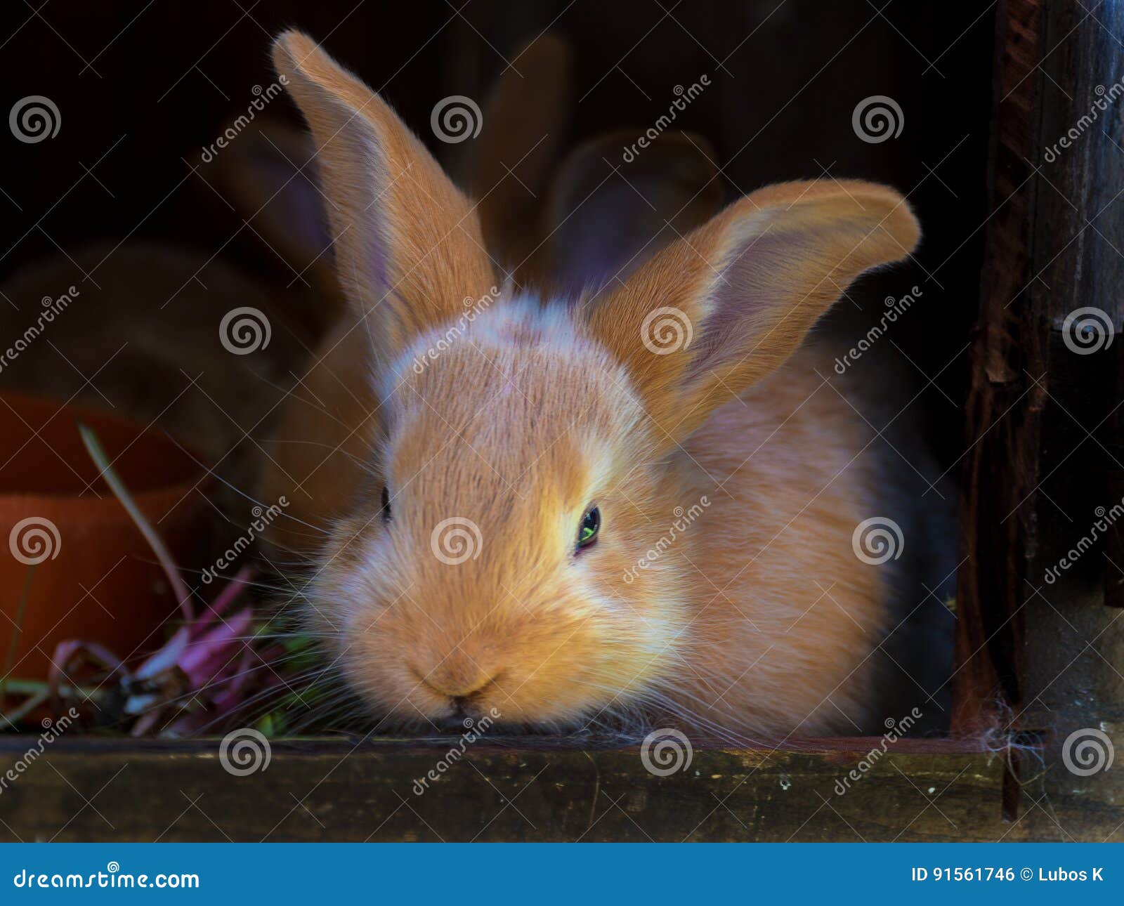 Young brown Rabbit stock photo. Image of animal, cony - 91561746