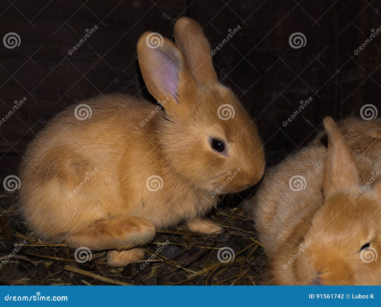 Young brown Rabbit stock photo. Image of domestic, fear - 91561742