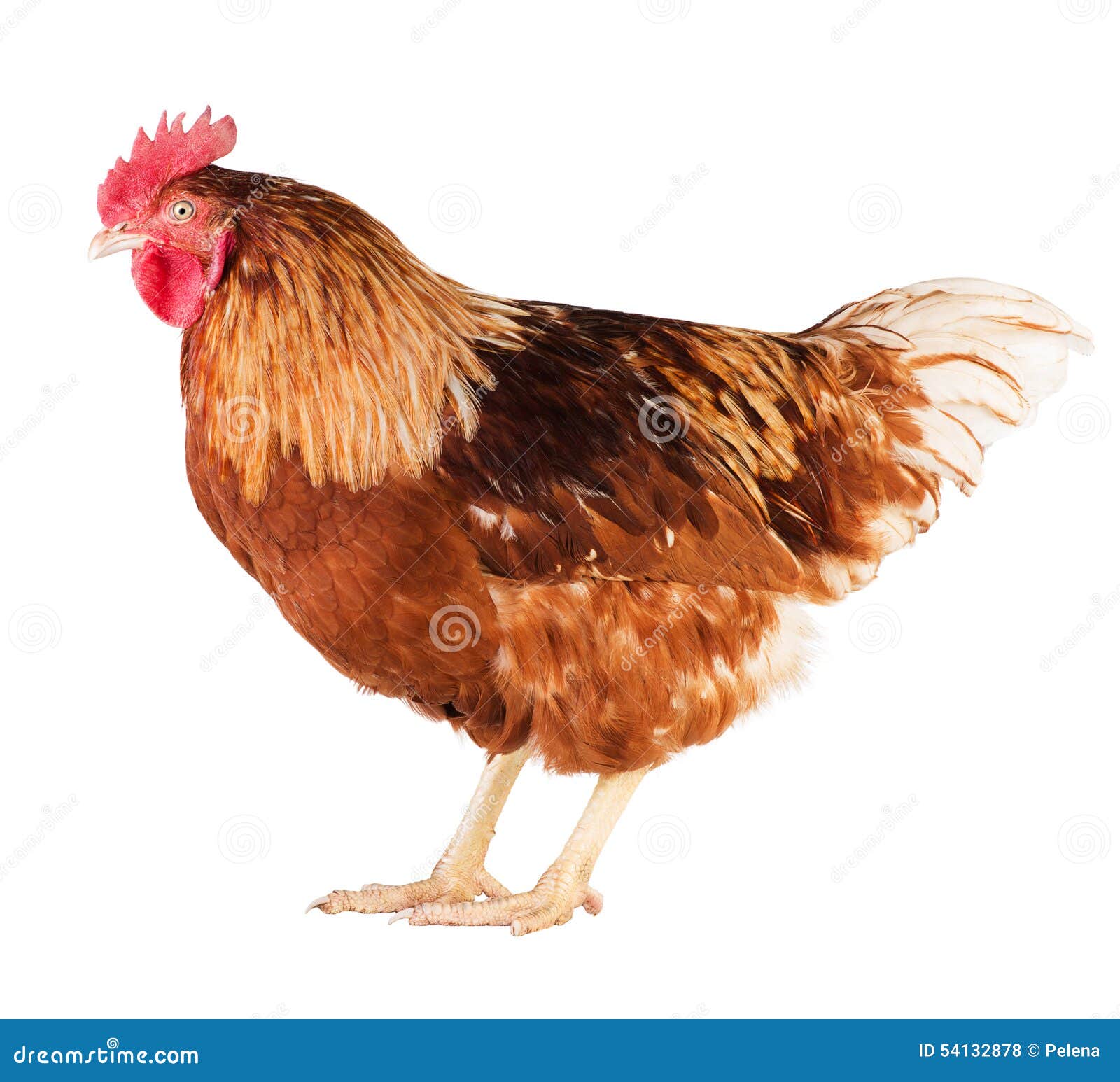 Brown Rooster Flapping His Wings Stock Image | CartoonDealer.com #107148847