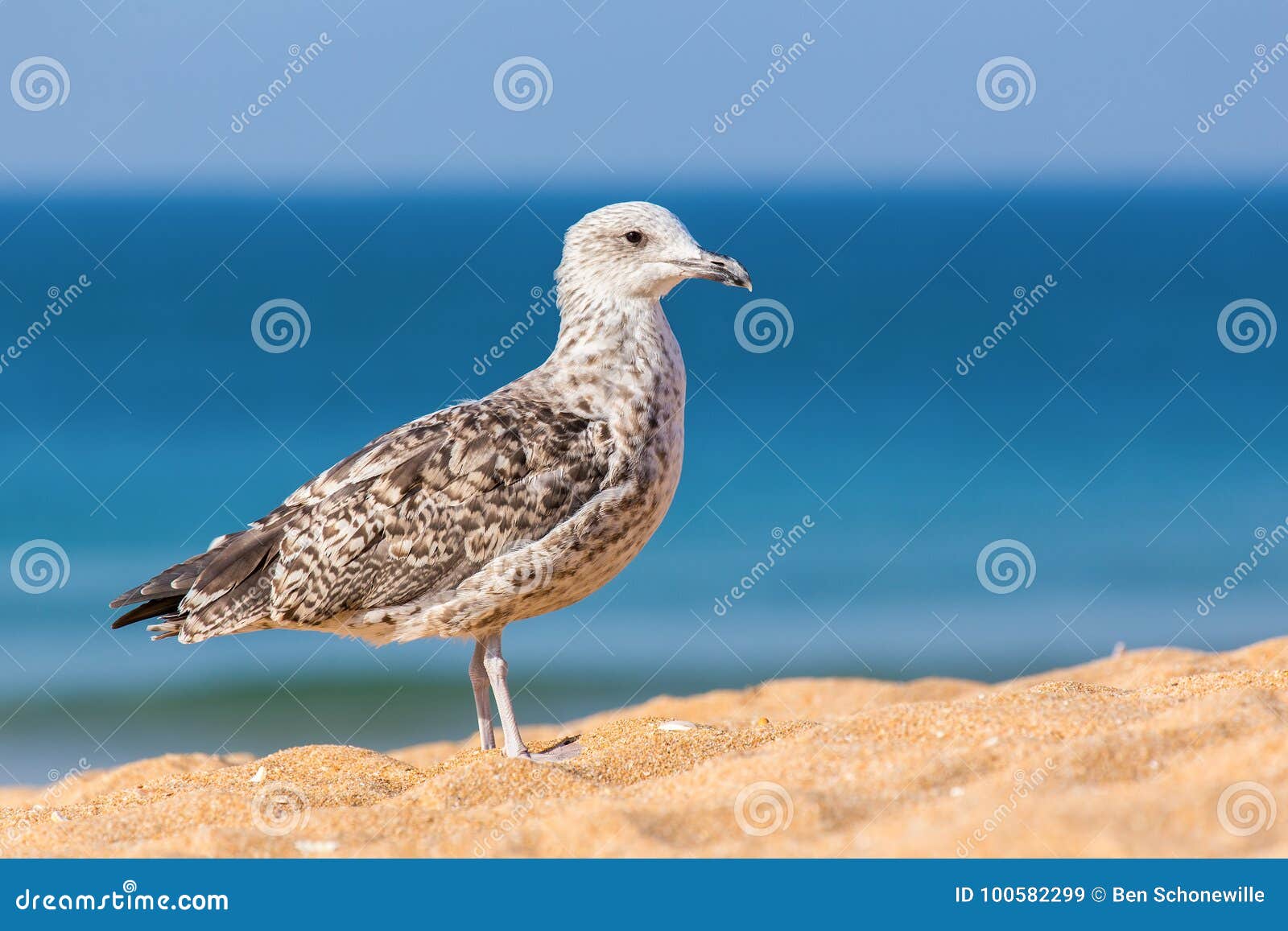 Young Brown Seagull on Beach with Sea Stock Image - Image of feathers ...