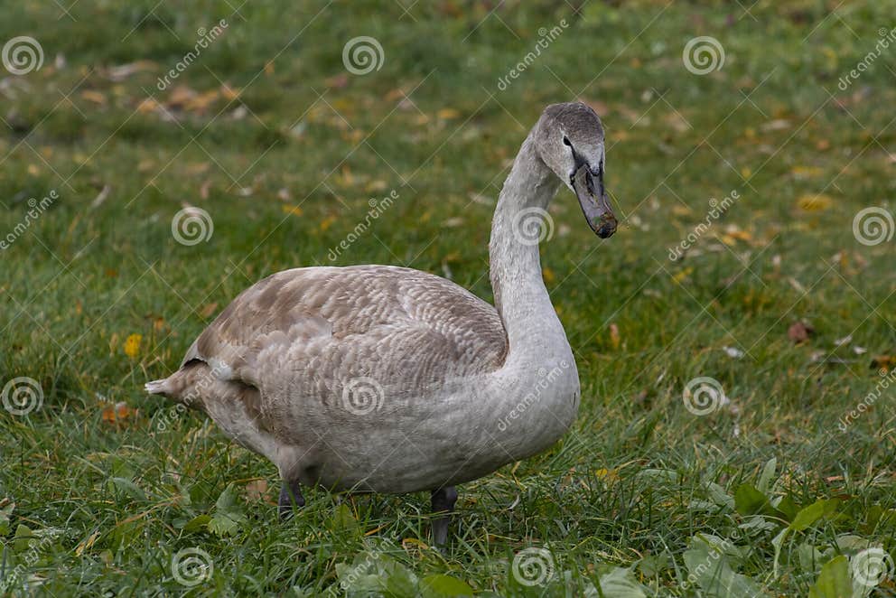 Young Brown Swan Standing in the Grass Stock Photo - Image of brown ...