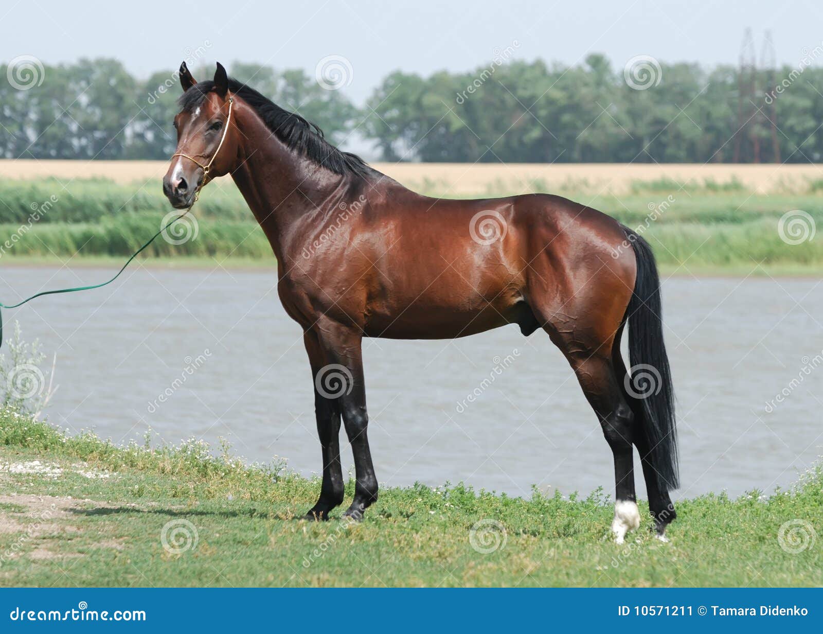 Young Brown Trakehner Horse Stock Image - Image of tenderness ...