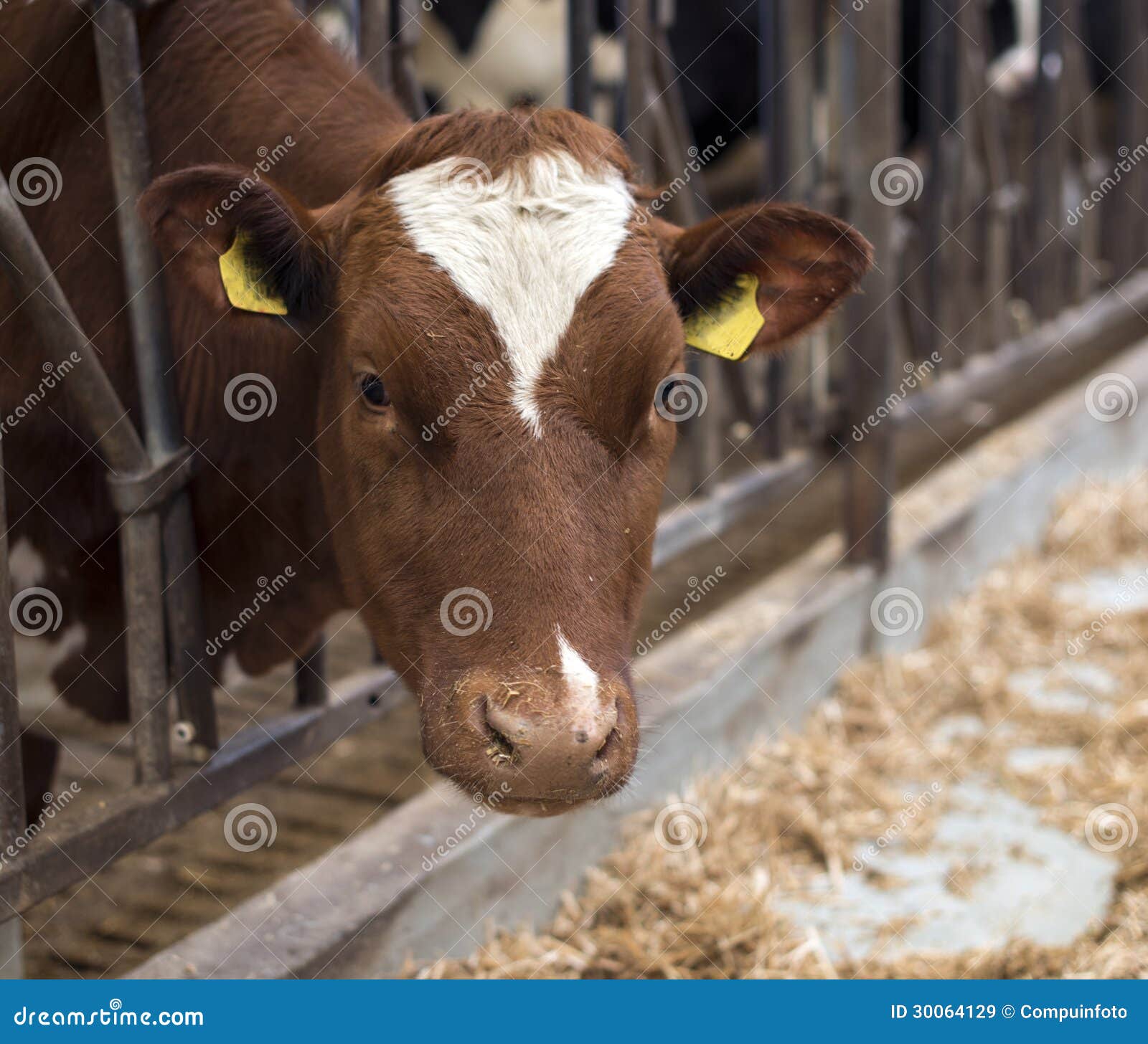 Cow inside farmers place stock image. Image of inside - 30064129