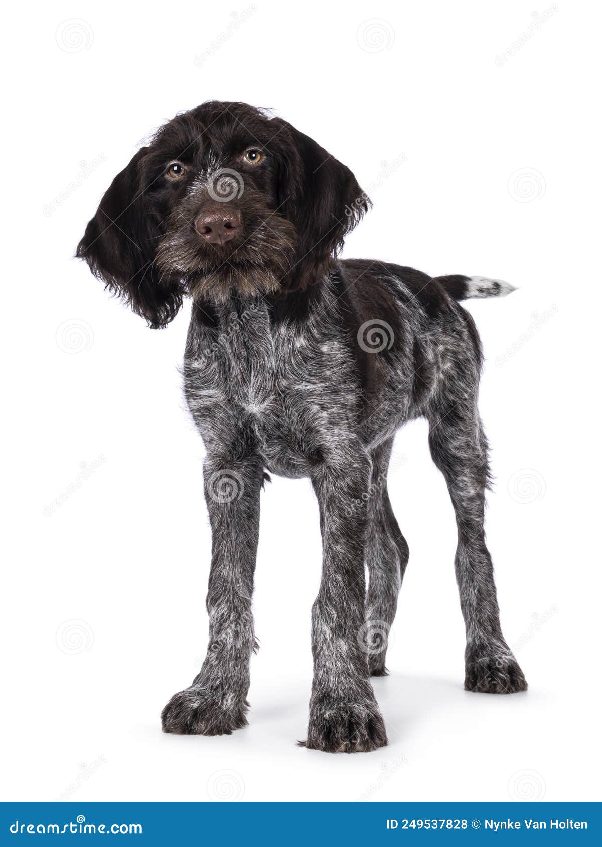 German Wirehaired Pointer Puppies