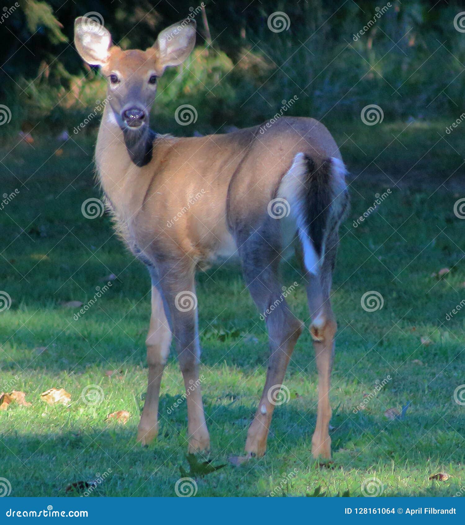 Young buck stock photo. Image of button, erect, young - 128161064