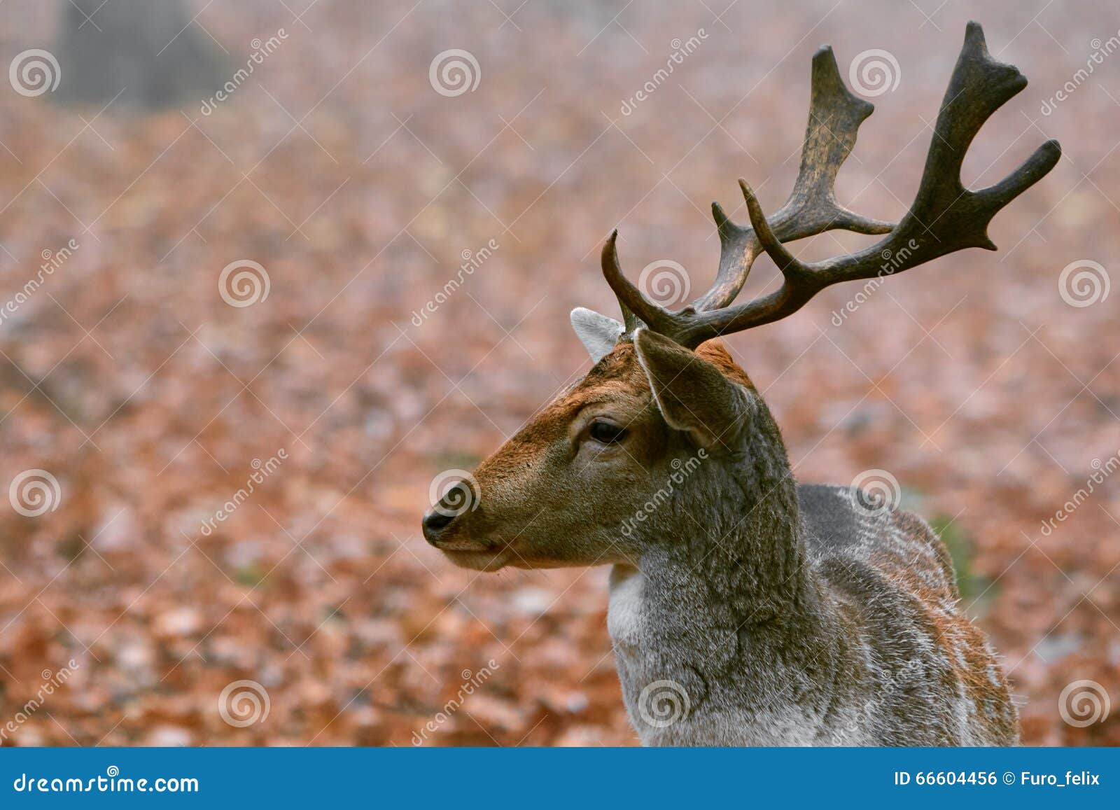 Young buck deer stag stock photo. Image of brown, mammal - 66604456