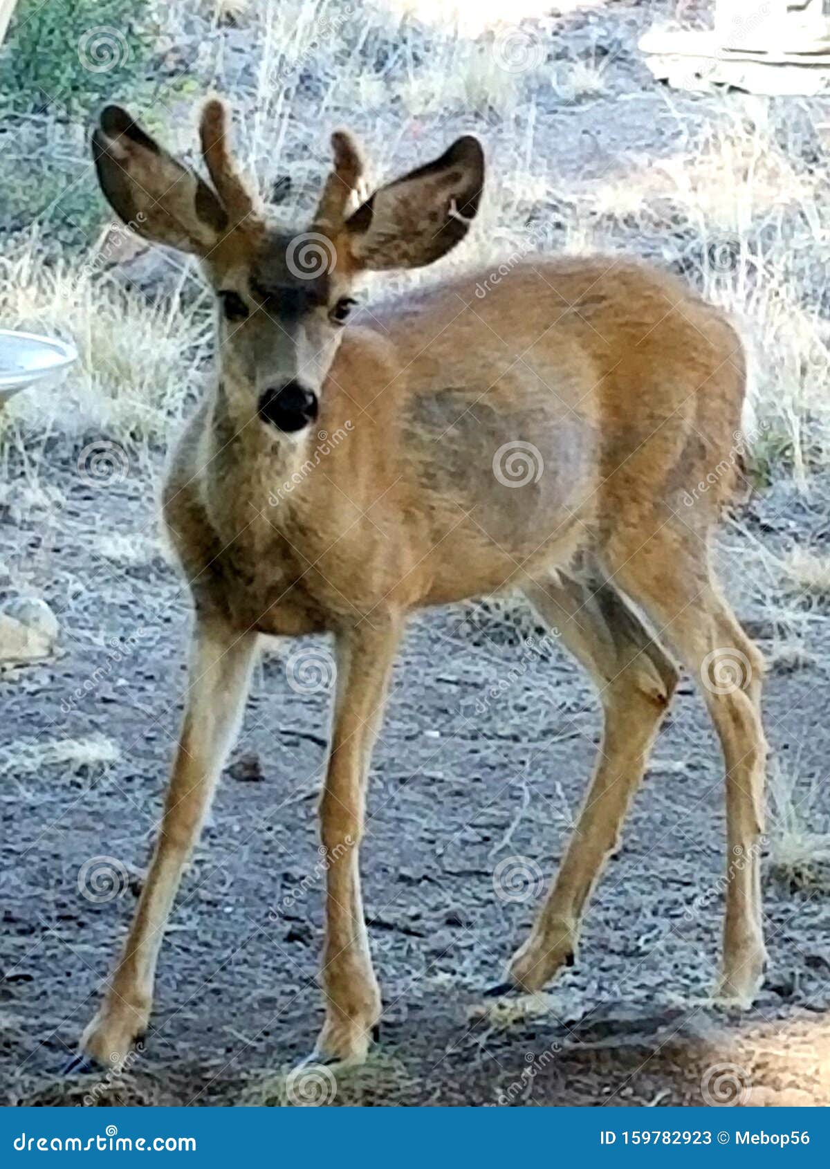 Young Buck stock image. Image of animal, buck, wild - 159782923