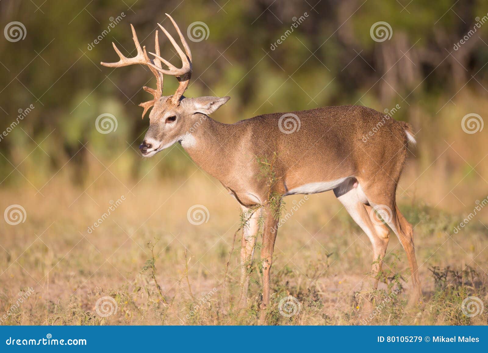 Young buck with drop tine stock image. Image of velvet - 80105279