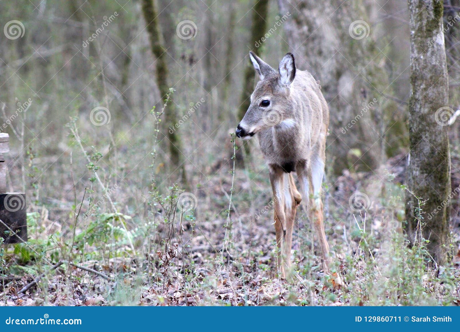 Young buck in fall trees stock image. Image of evening - 129860711