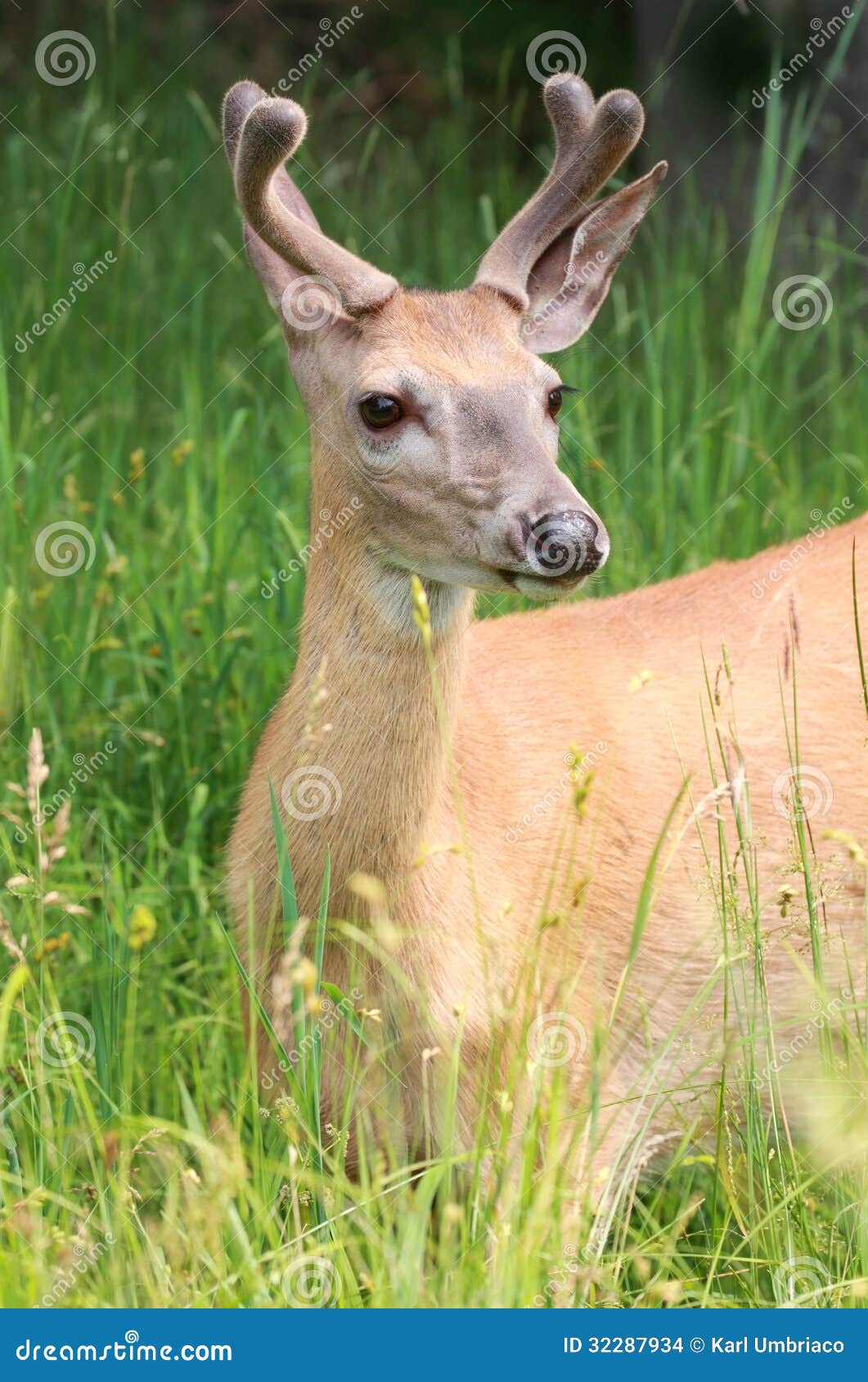 Young buck stock photo. Image of field, grass, male, beauty - 32287934