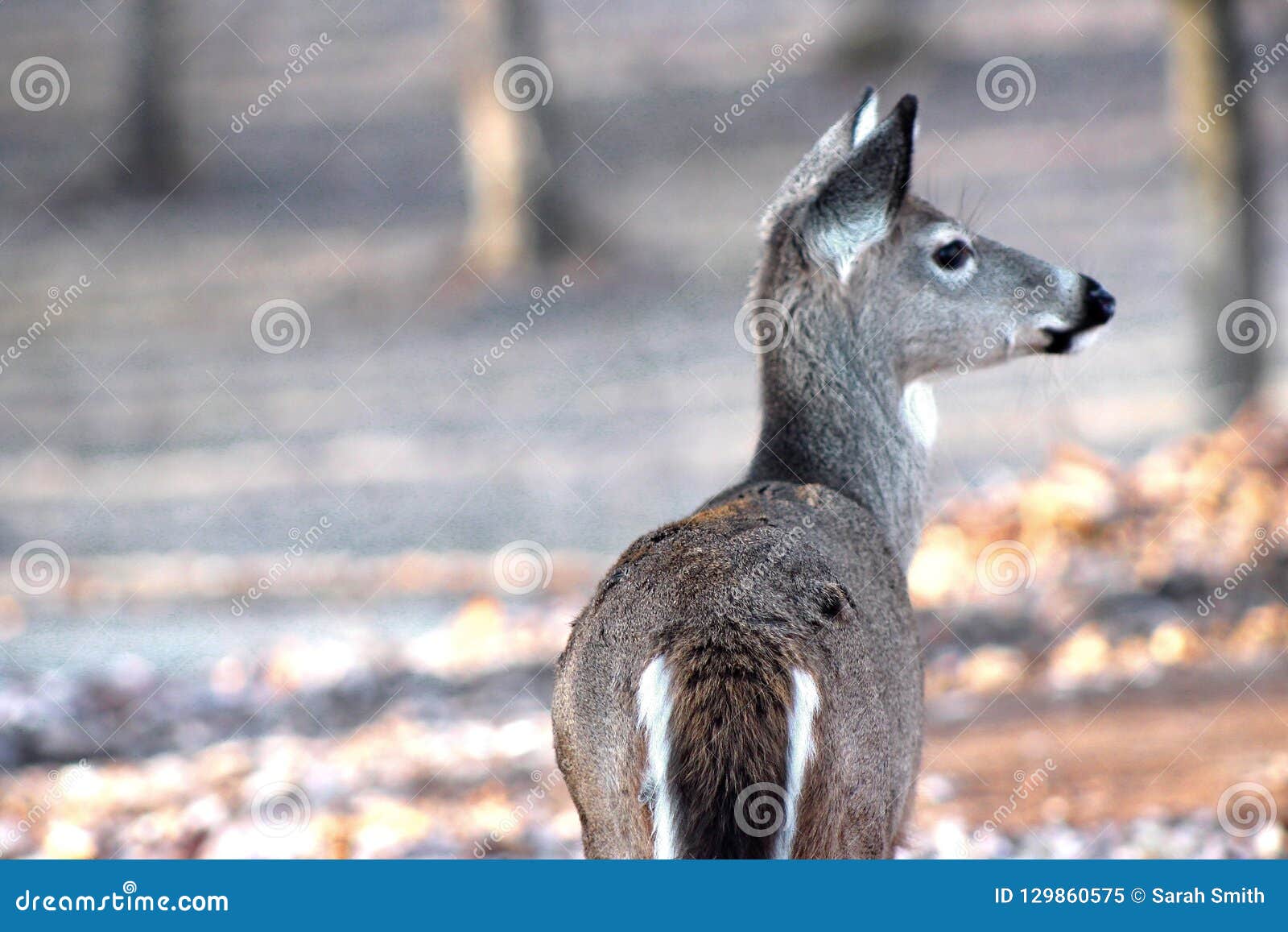 Young buck looking away stock image. Image of deer, fall - 129860575