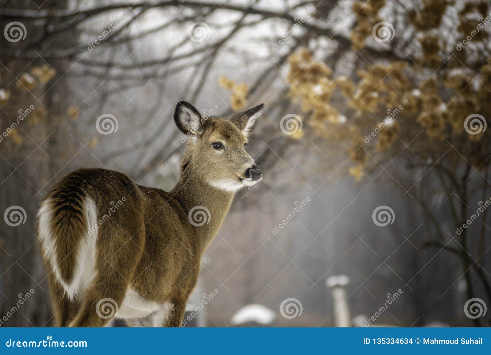 White-tailed buck stock photo. Image of mammals, profile - 135334634