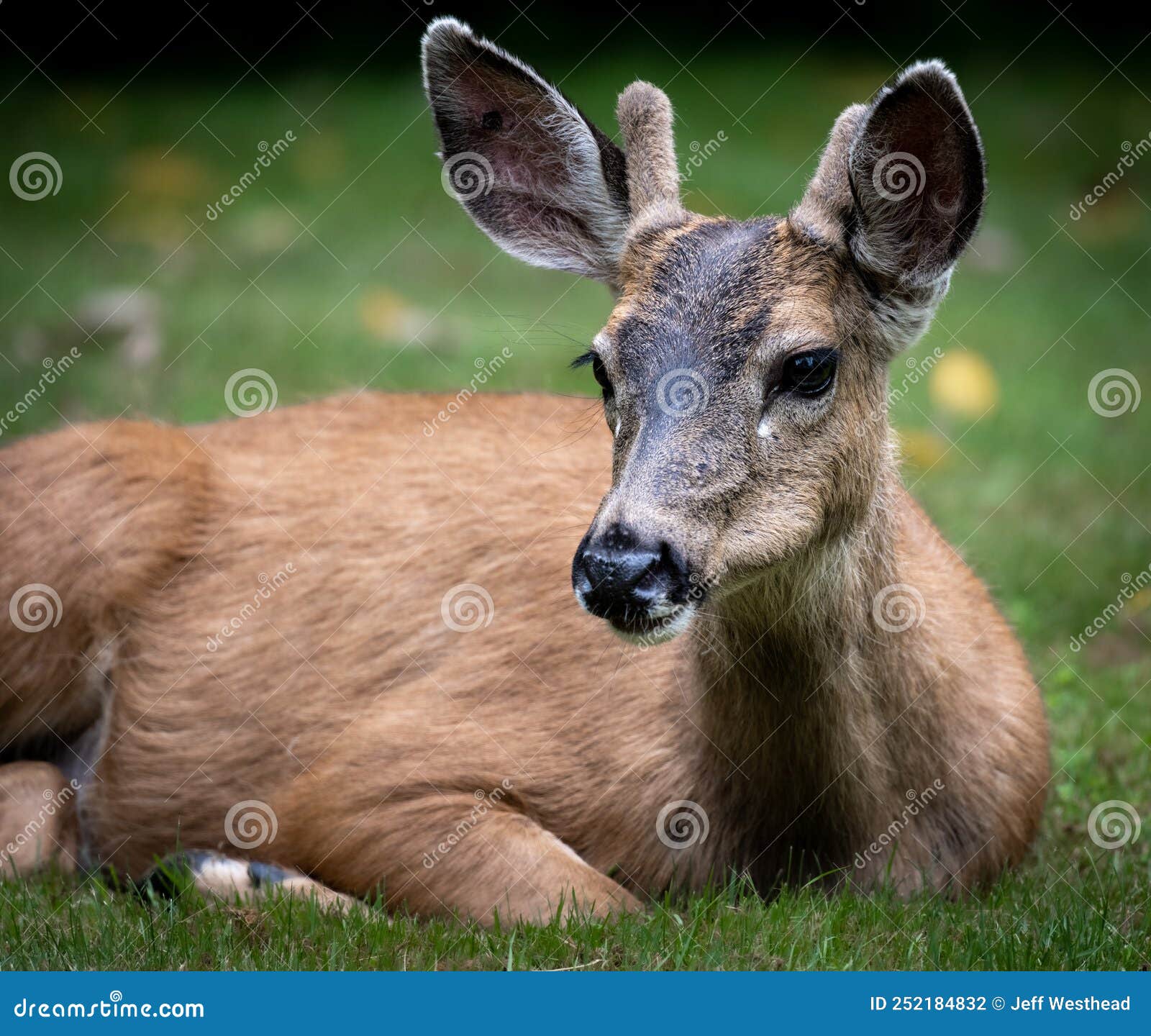 Young Buck Resting on Green Grass with New Antlers Stock Photo - Image ...