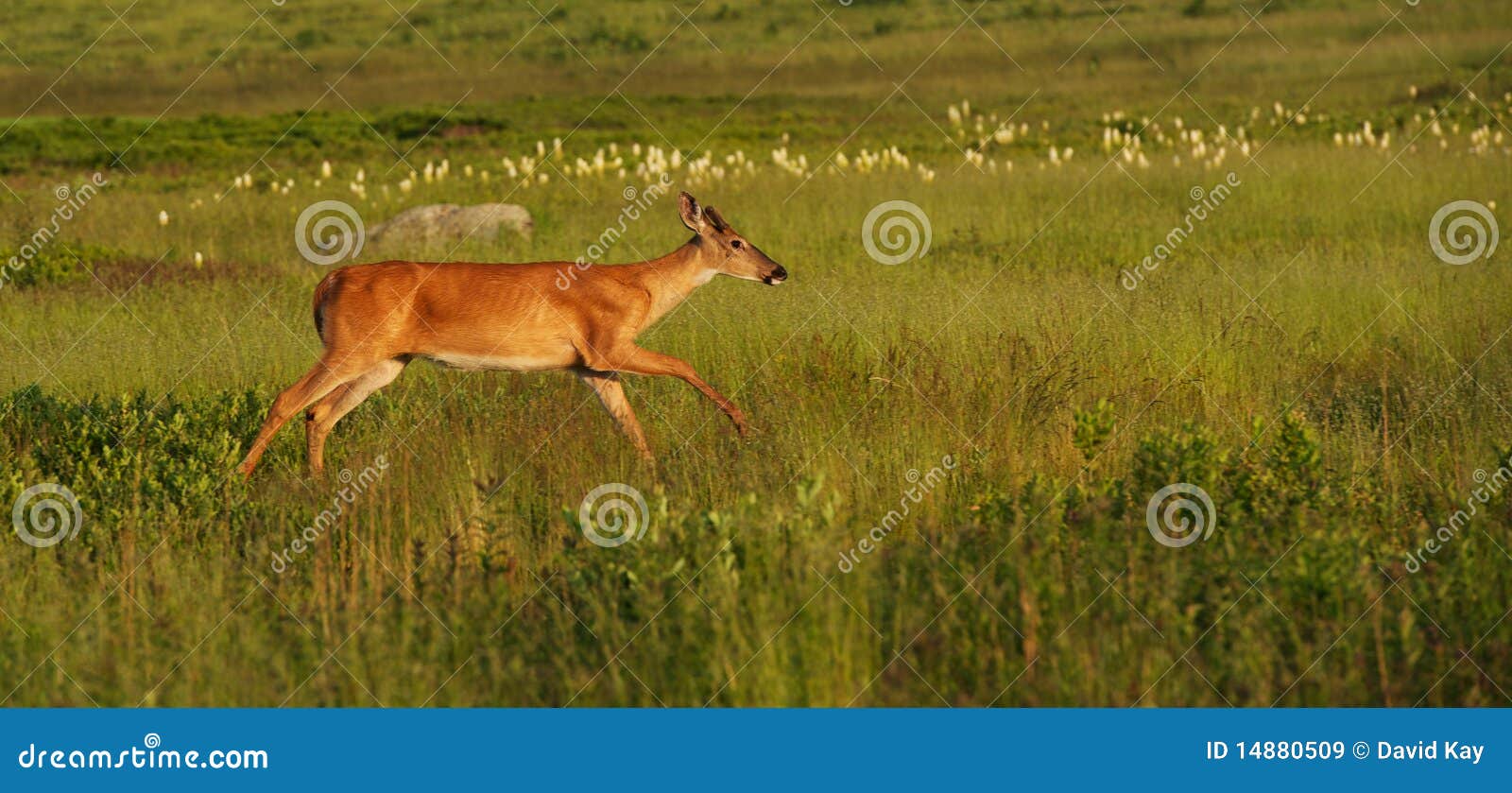 Young Buck running stock image. Image of deer, brown - 14880509
