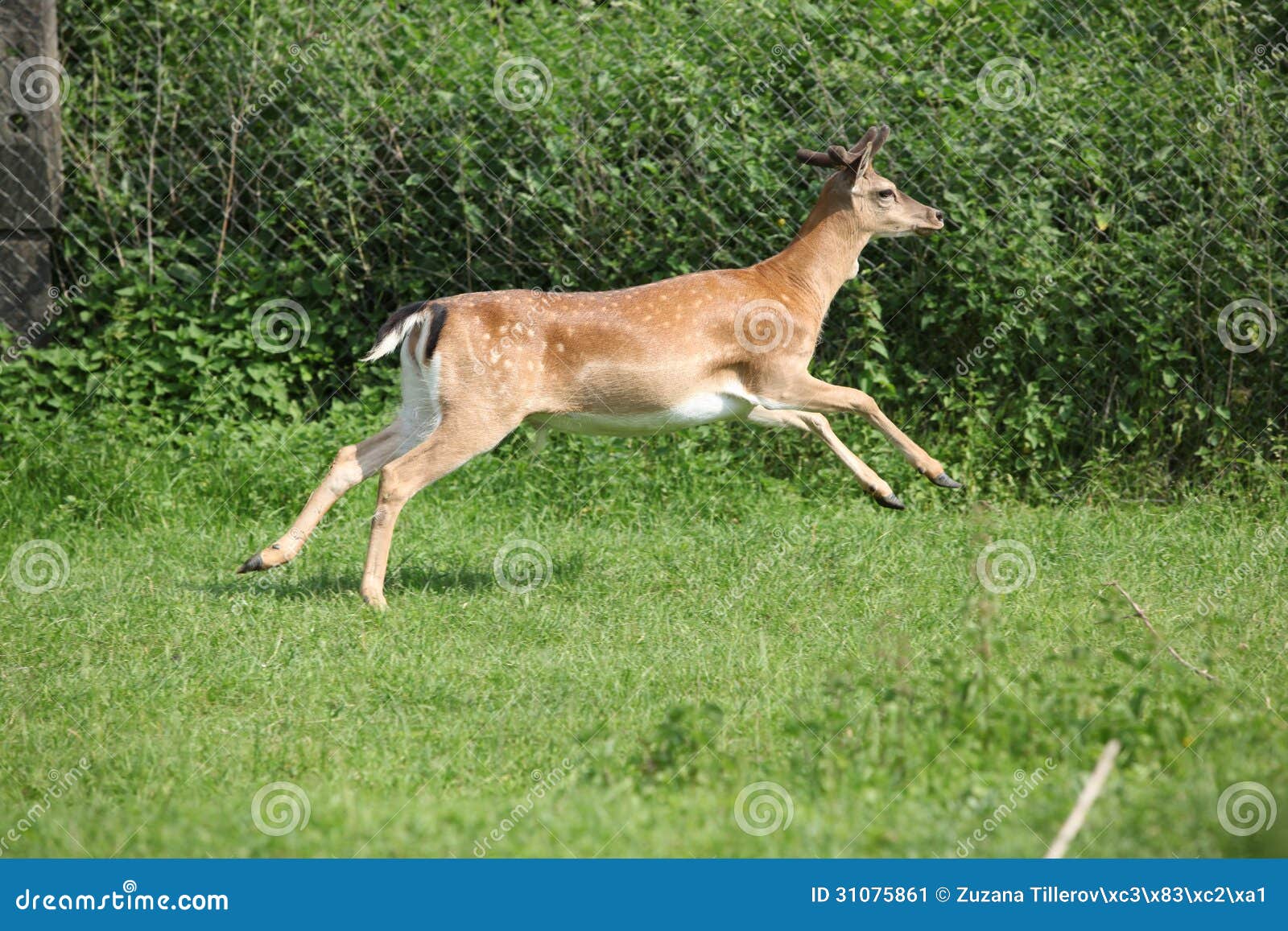 Young Buck Running on Pasturage Stock Image - Image of young, buck ...
