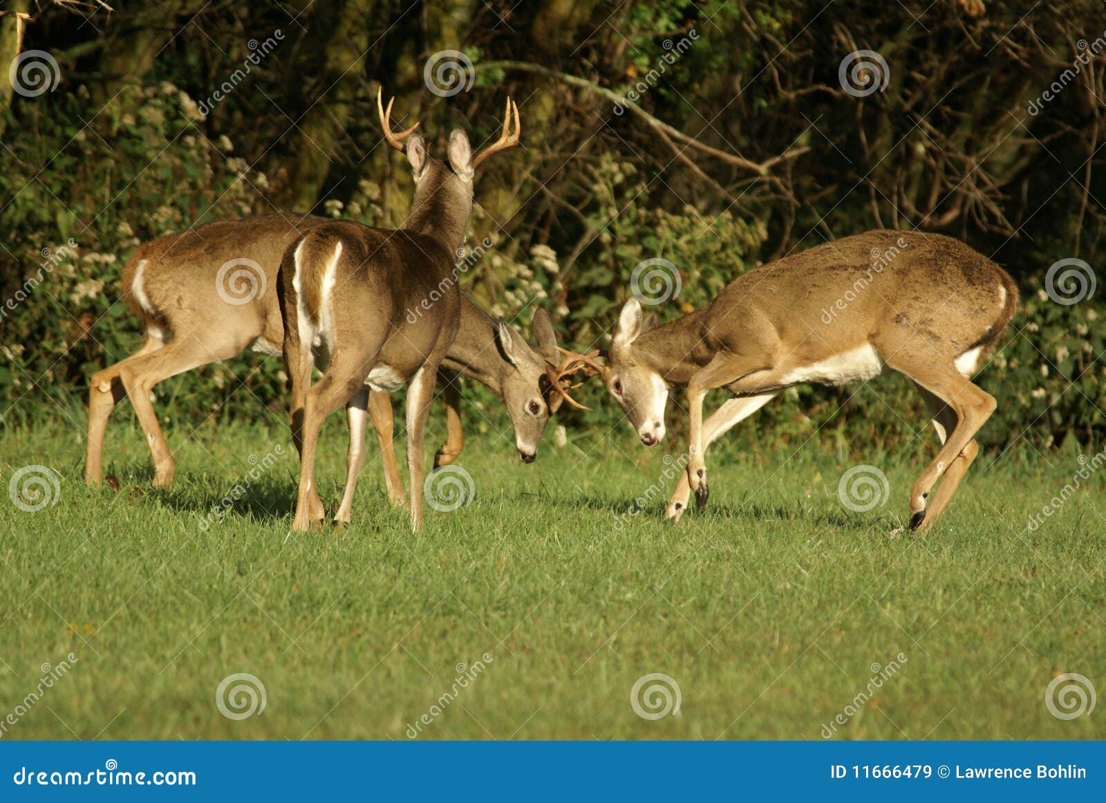 Young bucks in rut stock image. Image of rack, male, fight - 11666479